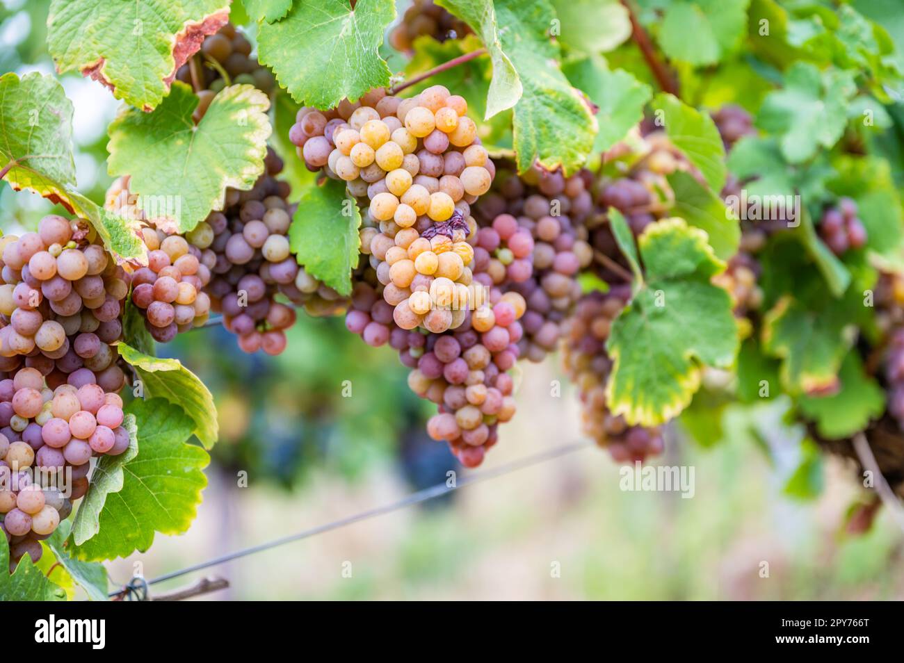 Yellow purple bunches of grapes hang on a vine plant in September ...