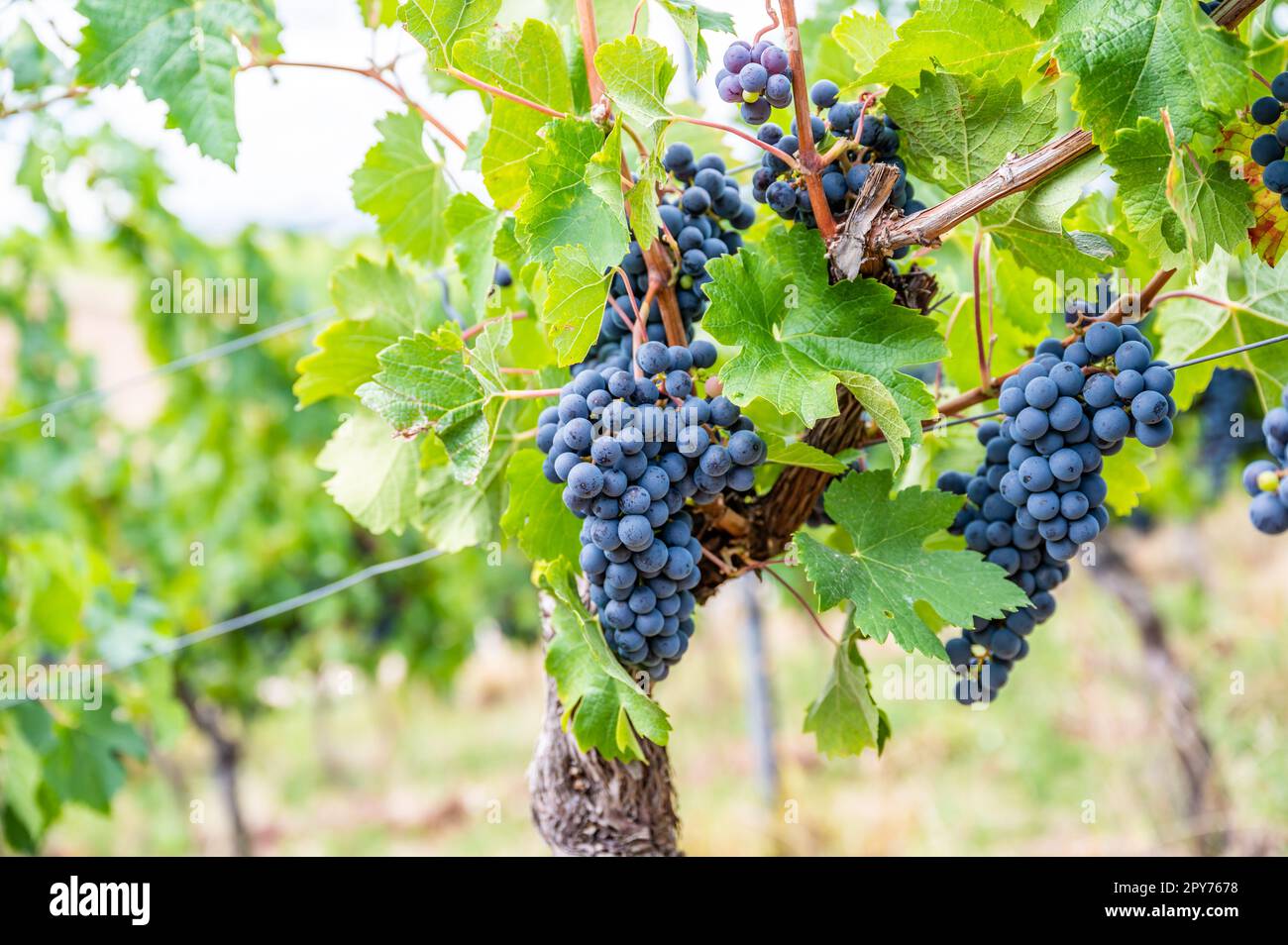 Blue fresh bunch of grapes hang on a vine plant in September before ...