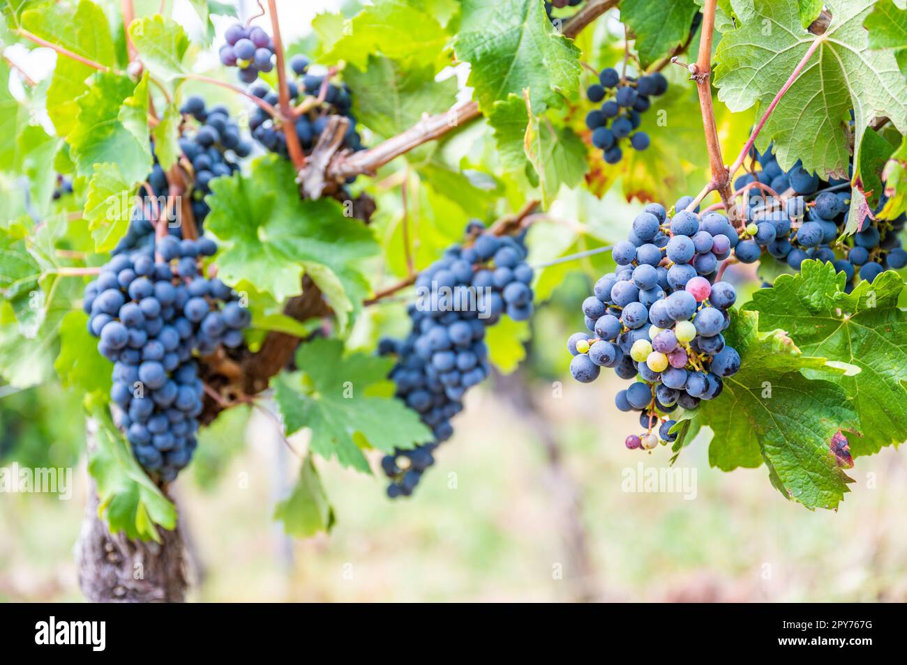 Blue fresh bunch of grapes hang on a vine plant in September before ...