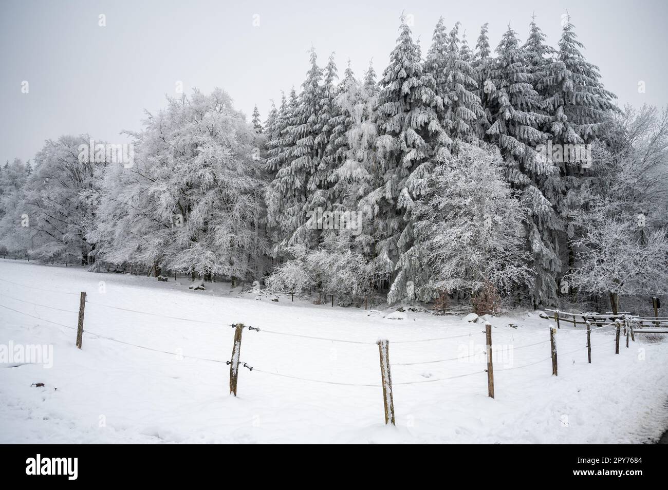 Beautiful winter landscape in fir hi-res stock photography and images ...