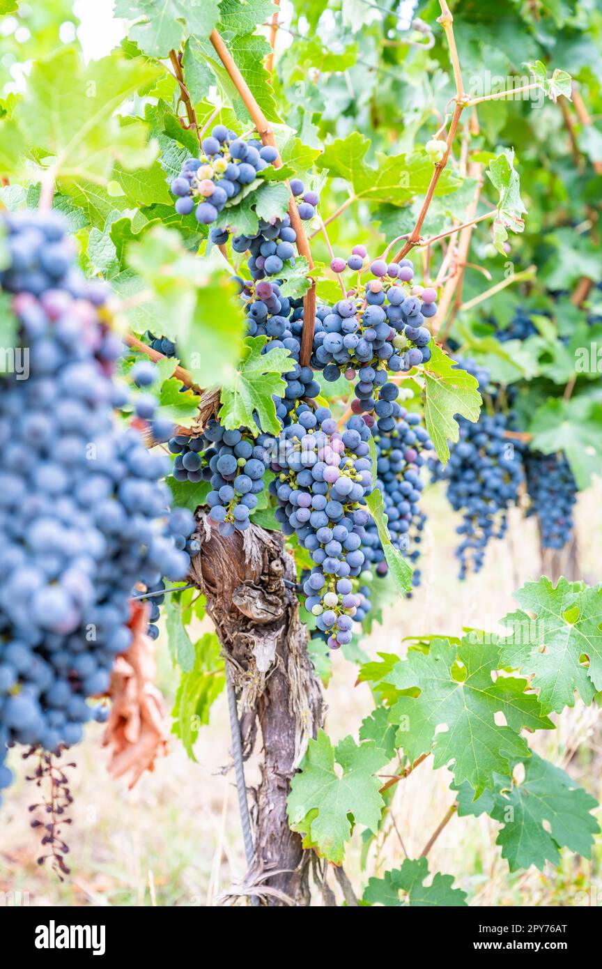 Blue fresh bunch of grapes hang on a vine plant in September before ...