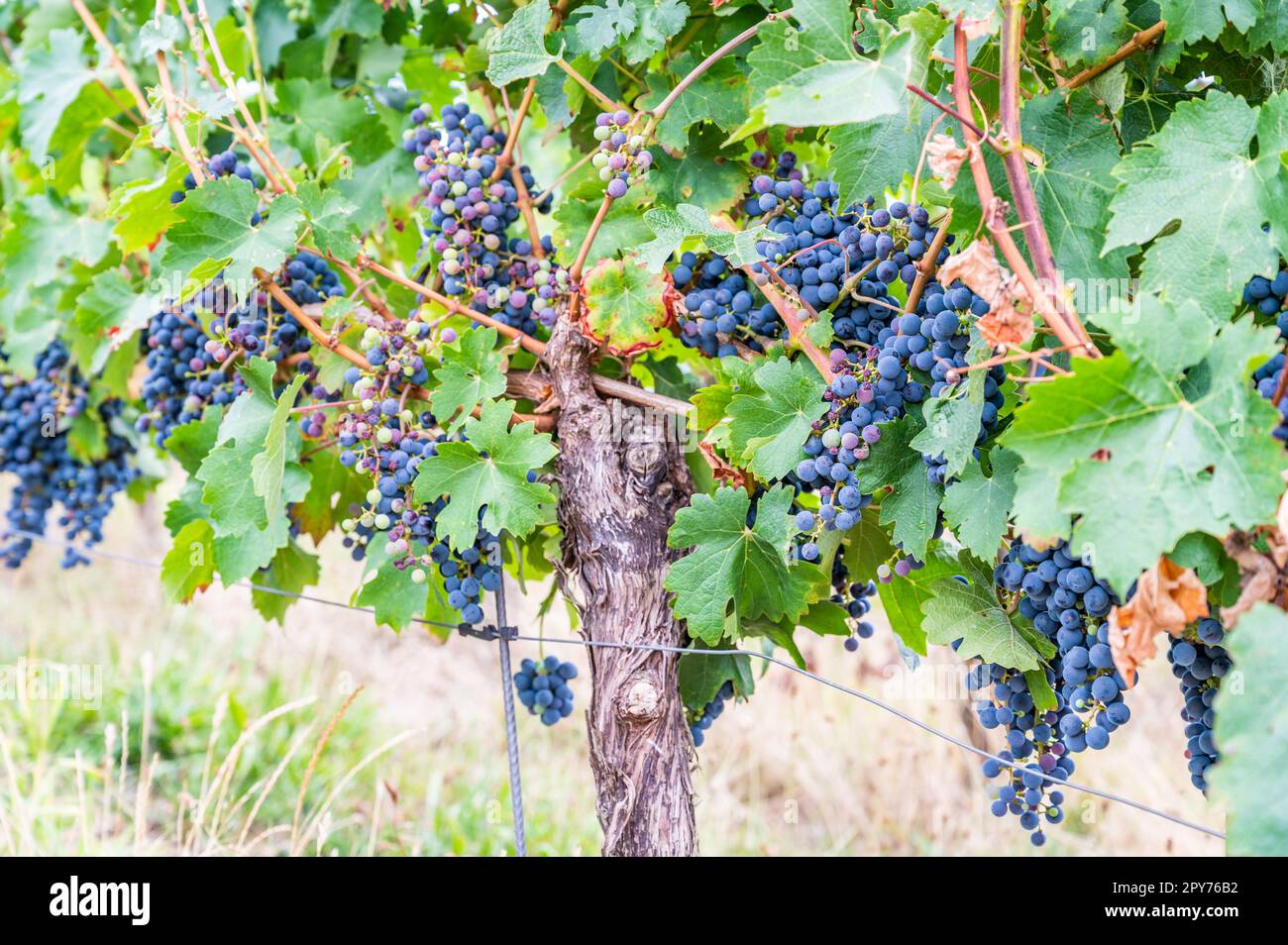 Blue fresh bunch of grapes hang on a vine plant in September before ...