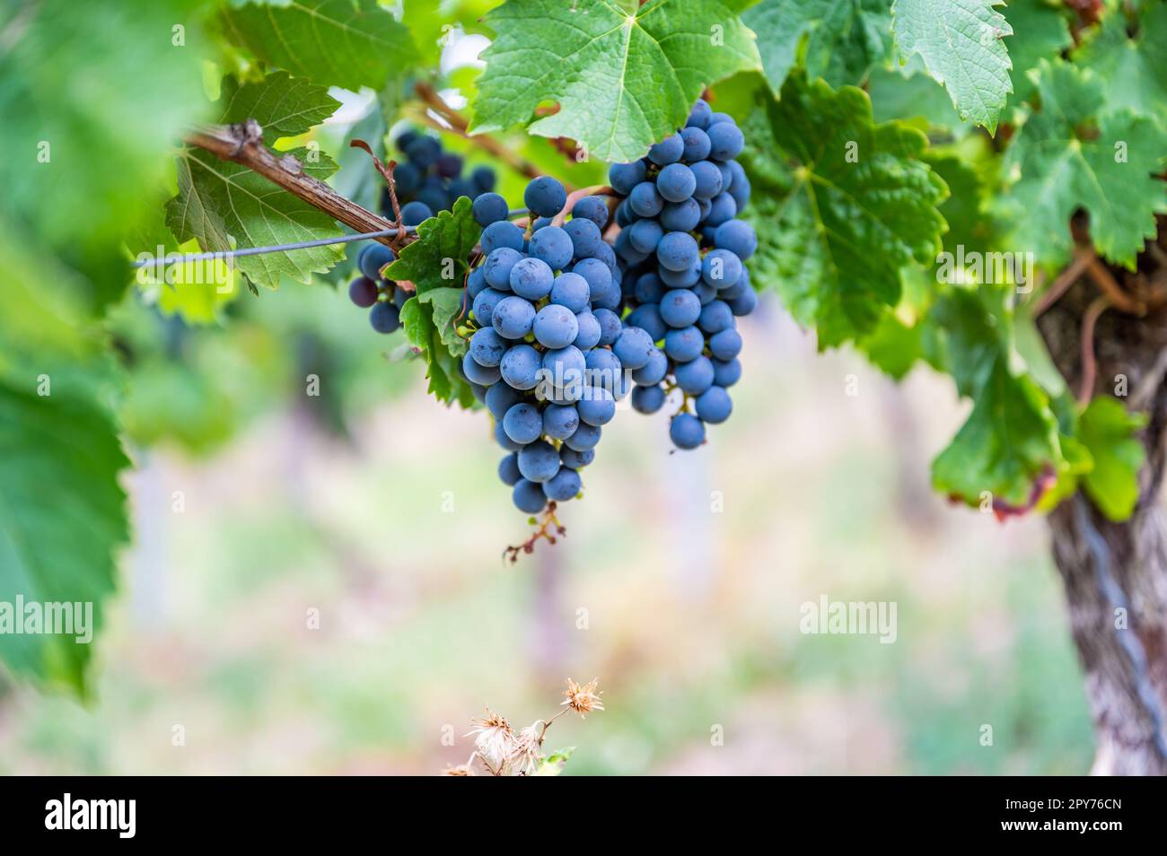 Blue fresh bunch of grapes hang on a vine plant in September before ...