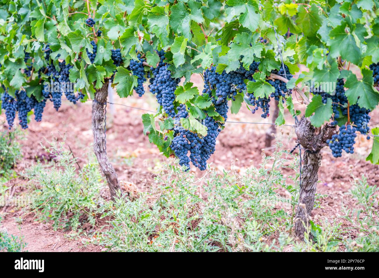 Blue fresh bunch of grapes hang on a vine plant in September before ...
