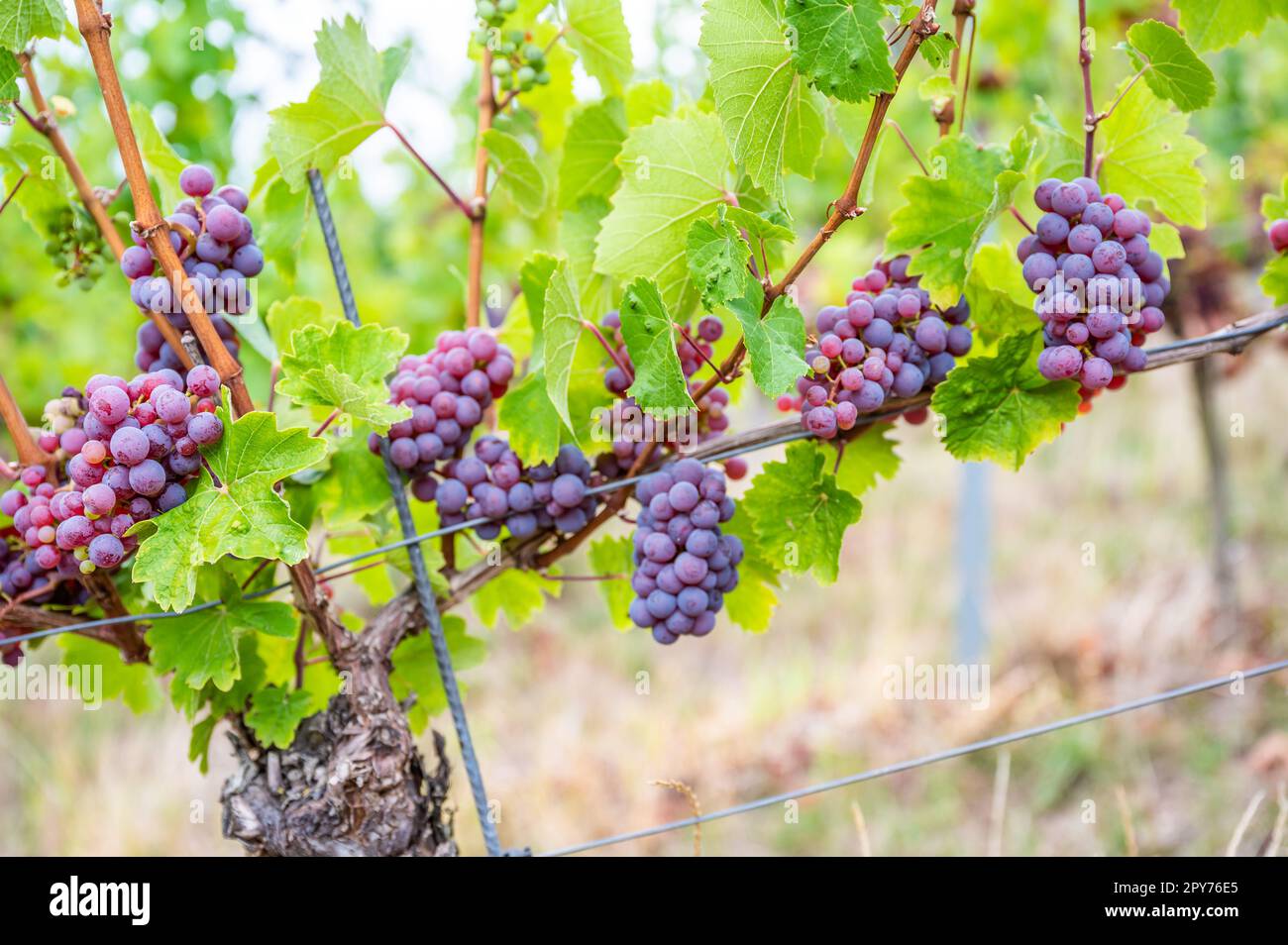 close-up Blue purple bunches of grapes hang on a vine plant in ...