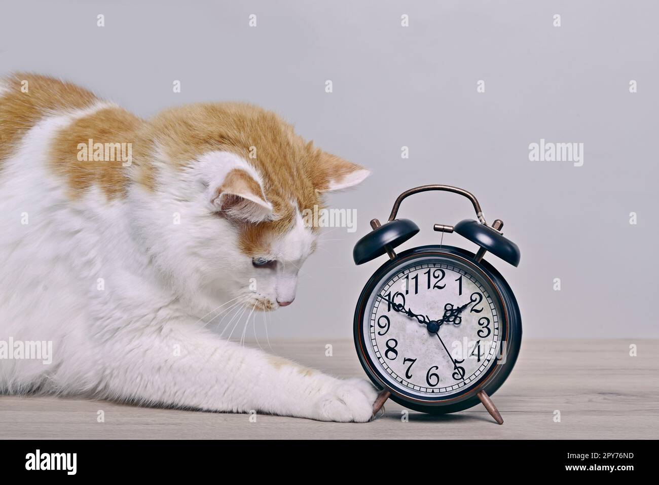 Cute tabby cat playing with a retro alarm clock on the table Stock ...