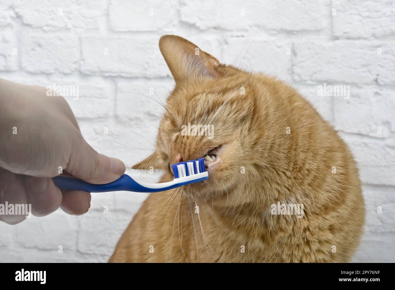 Funny ginger cat getting her teeth brushed by her owner Stock Photo - Alamy