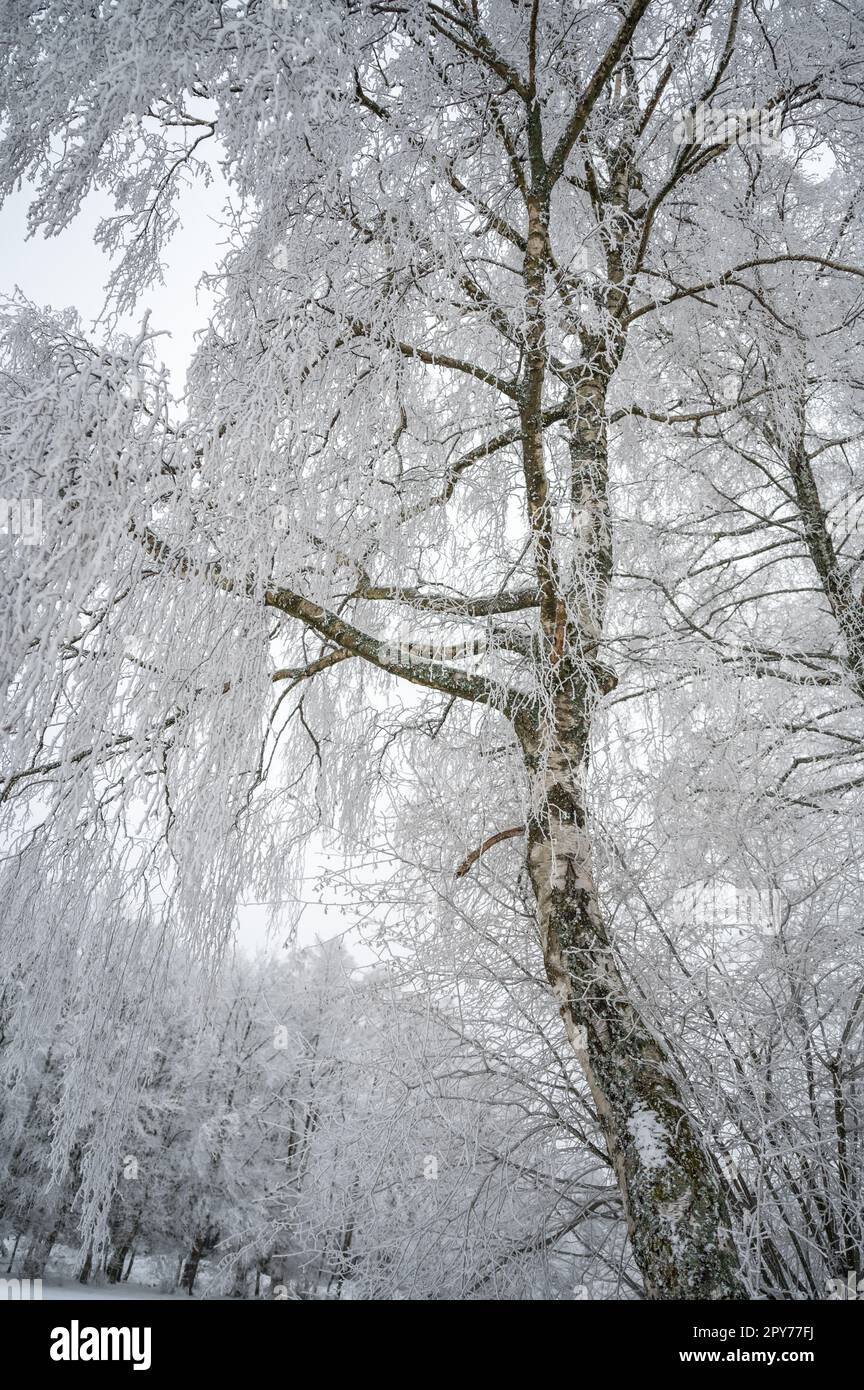 Beautiful tree with lots of snow on the branches of the tree during ...