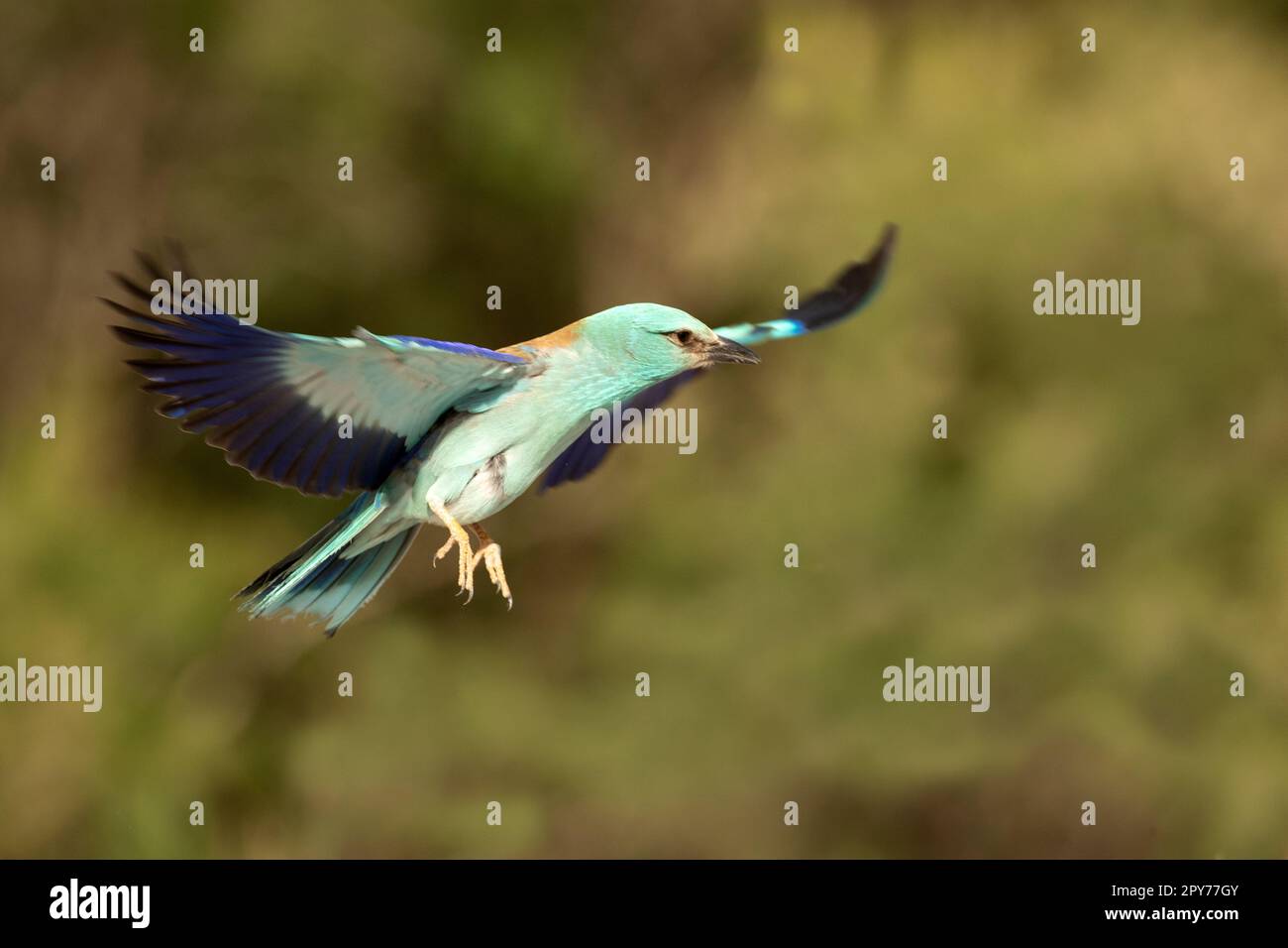 European roller flying in a Mediterranean forest within its breeding ...