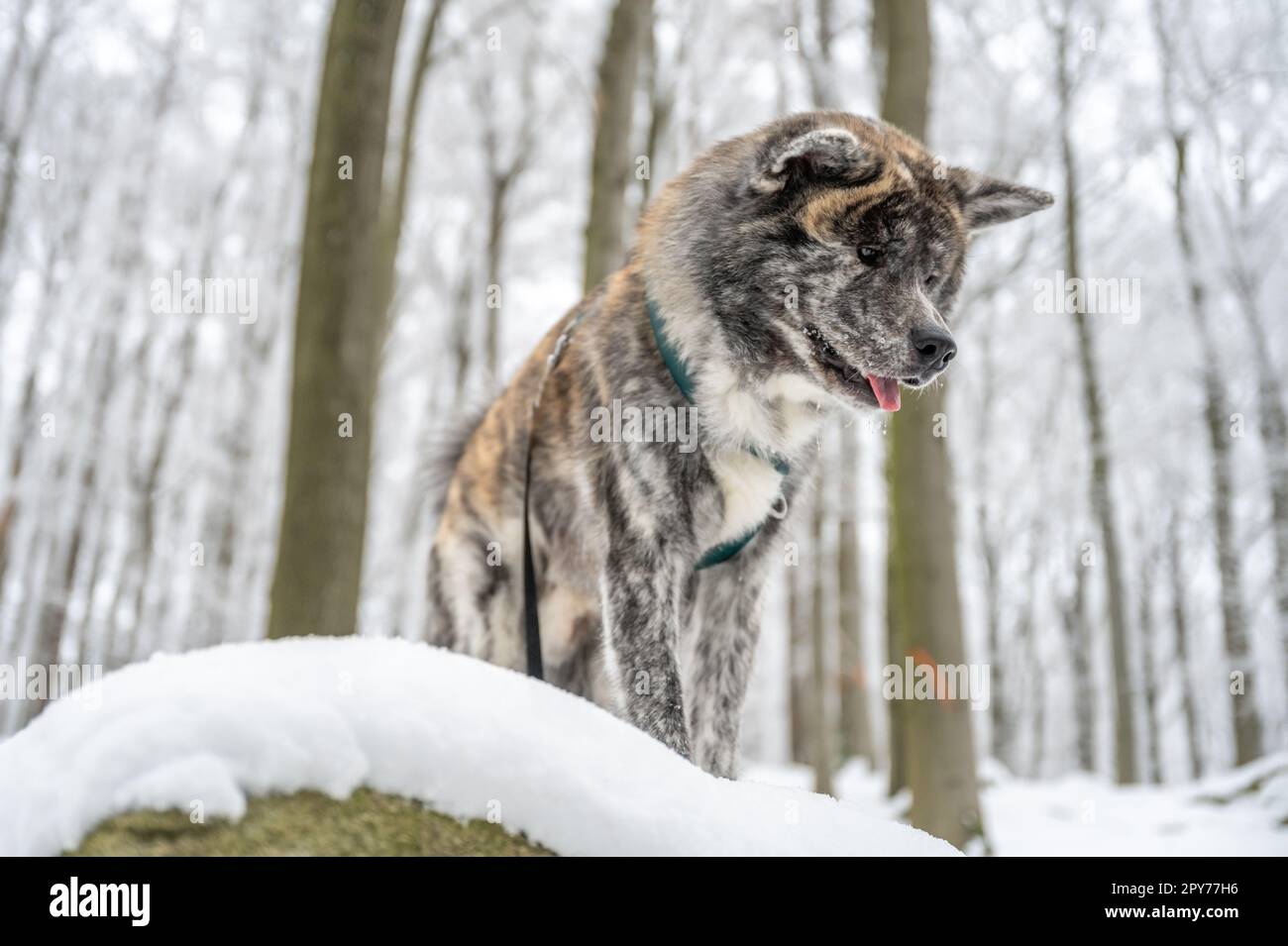 Akita inu dog with gray fur standing on a rock in the forest during ...