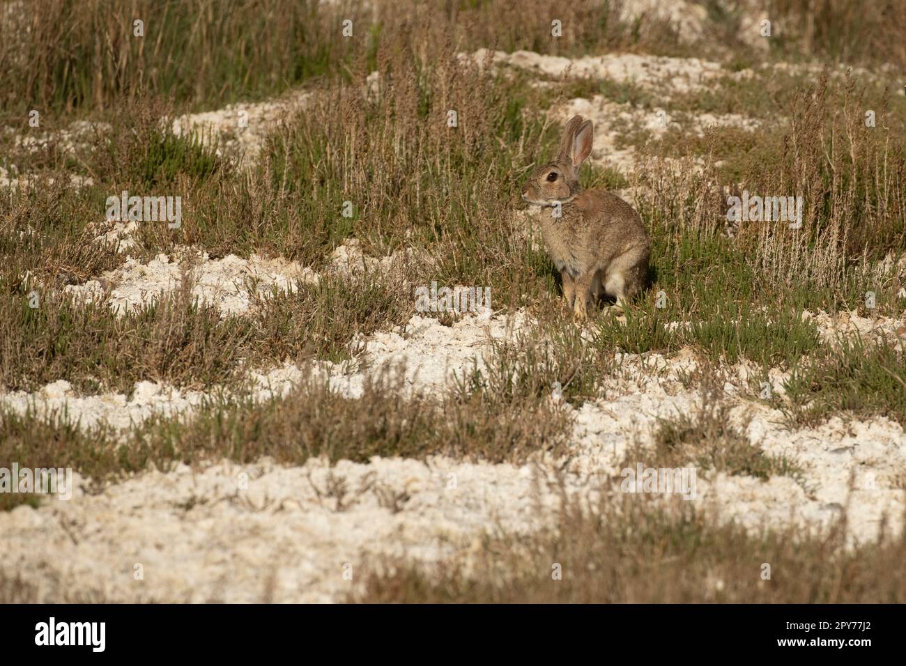 common rabbit eating grass in autumn in an oak forest with the first ...