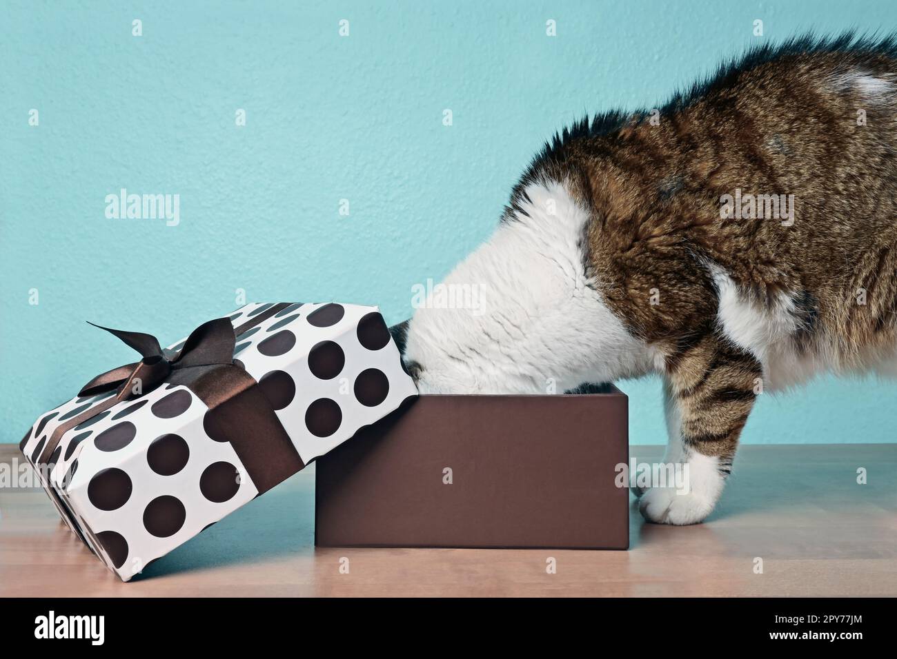 Funny tabby cat looking curious in a open gift box Stock Photo - Alamy