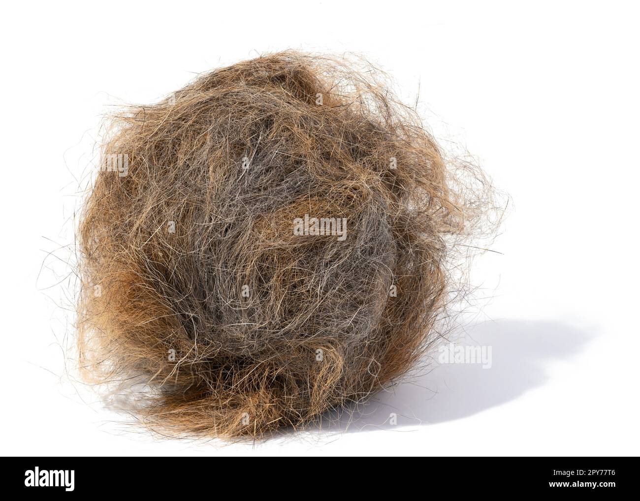 A tuft of gray cat hair on a white isolated background Stock Photo - Alamy