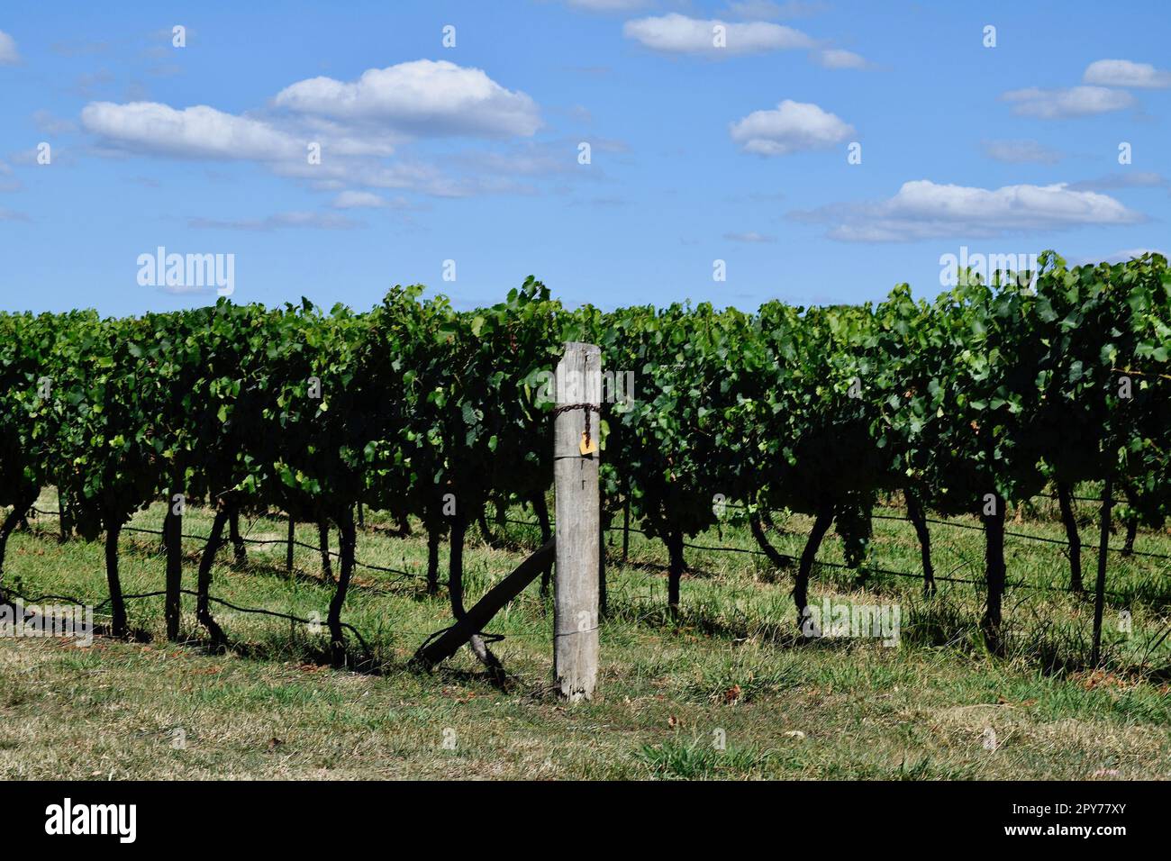Grape vines growing in the sunshine of Australia Stock Photo - Alamy