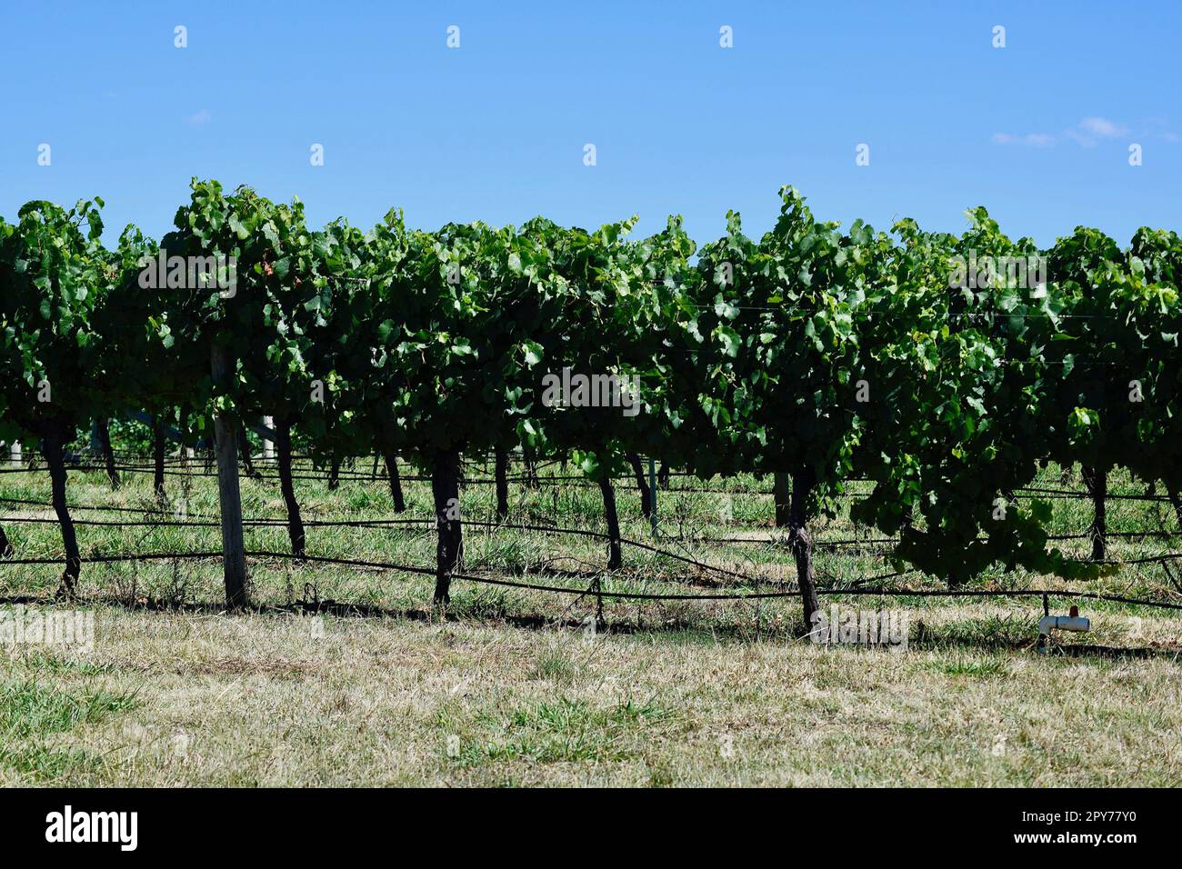 Grape vines growing in the sunshine of Australia Stock Photo - Alamy