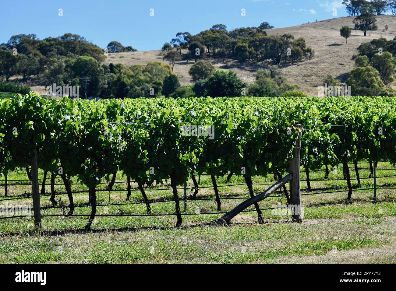 Grape vines growing in the sunshine of Australia Stock Photo - Alamy