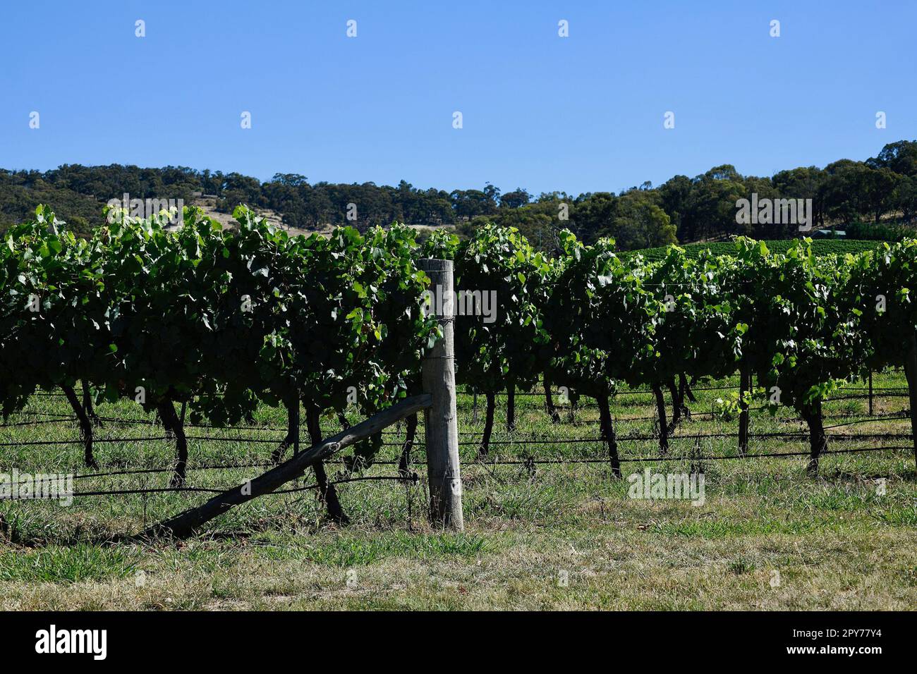 Grape vines growing in the sunshine of Australia Stock Photo - Alamy