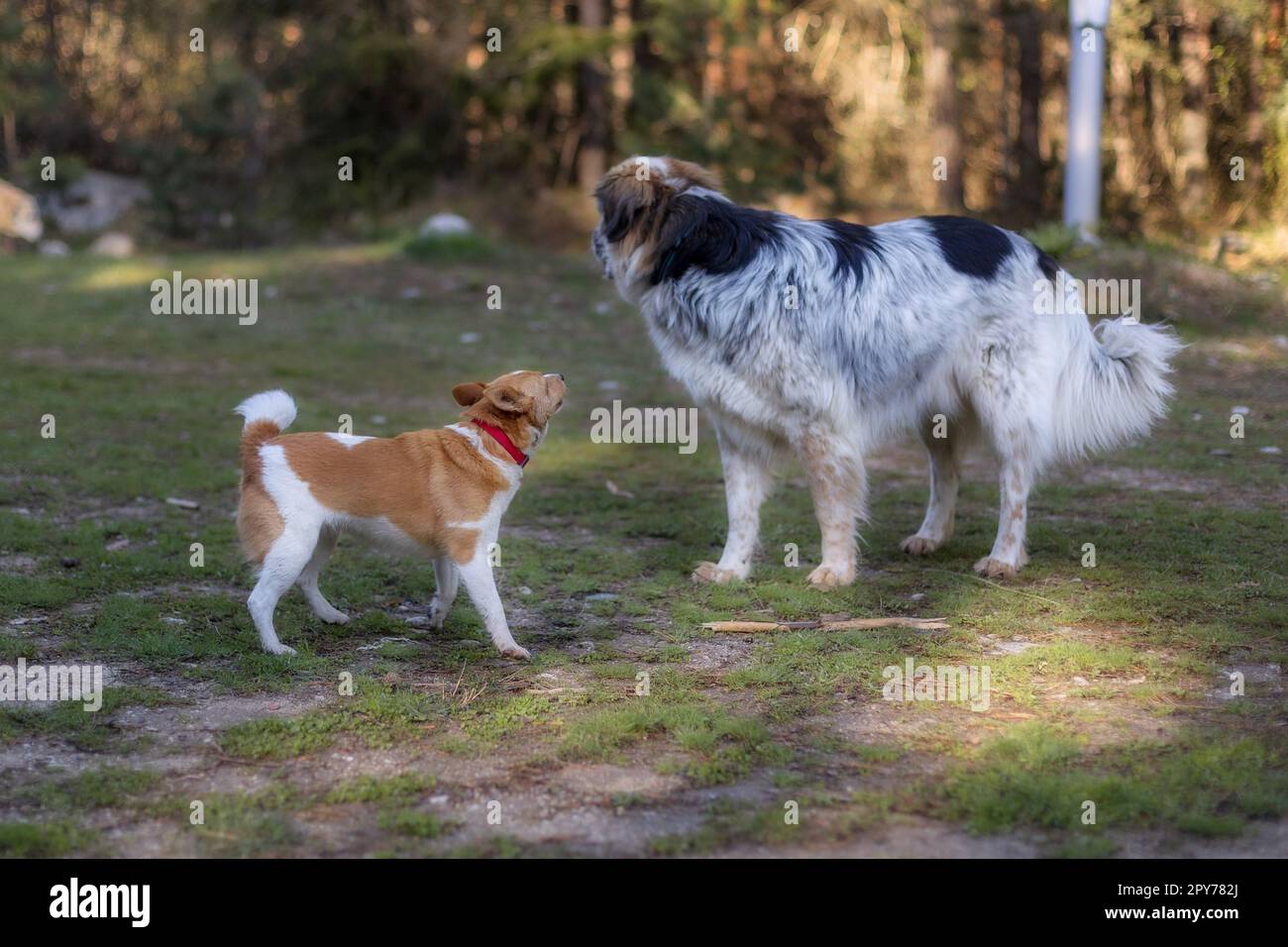 Small dog barking on big, behaviour situation, outdoor Stock Photo - Alamy
