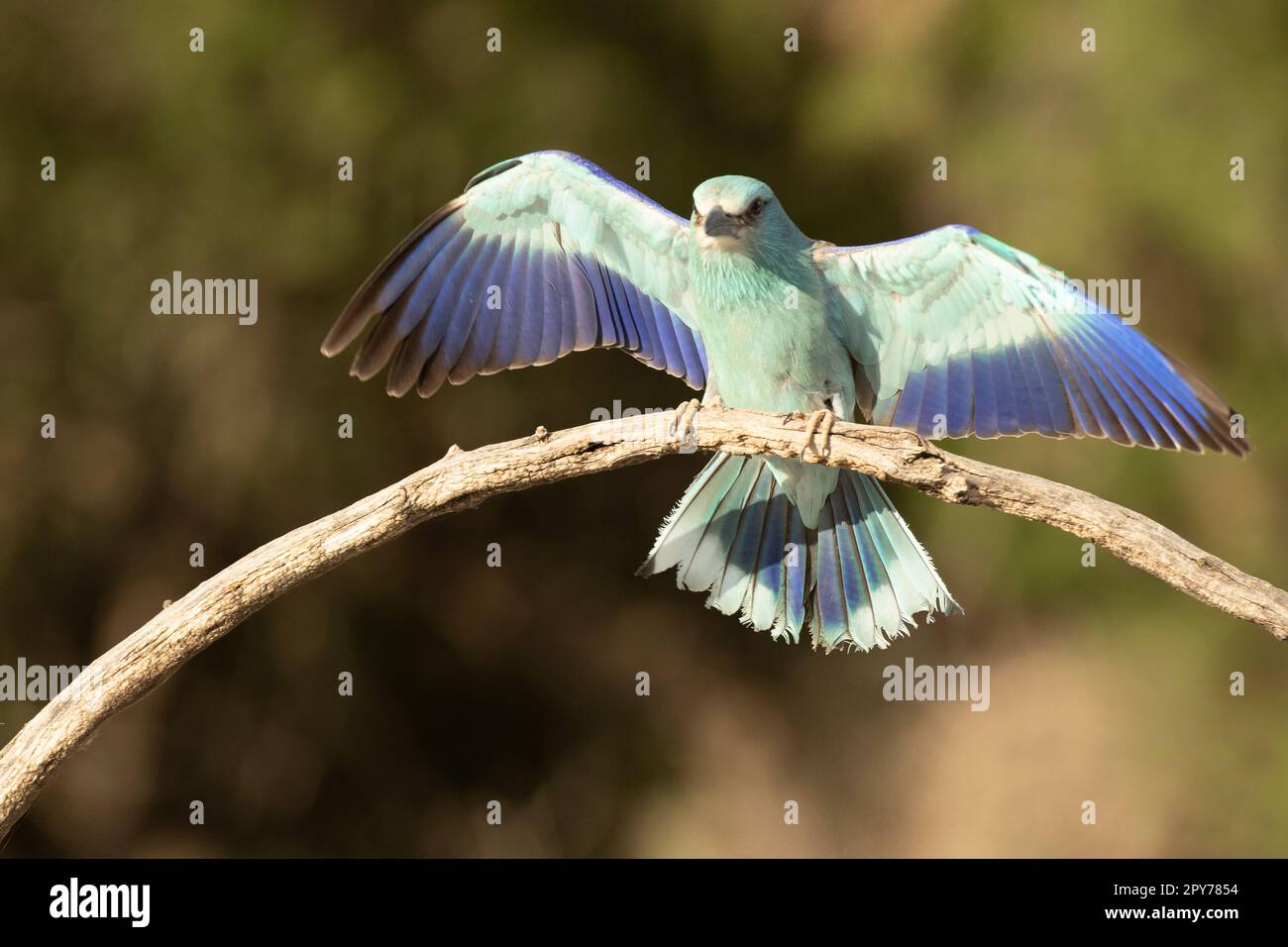European roller flying in a Mediterranean forest within its breeding ...
