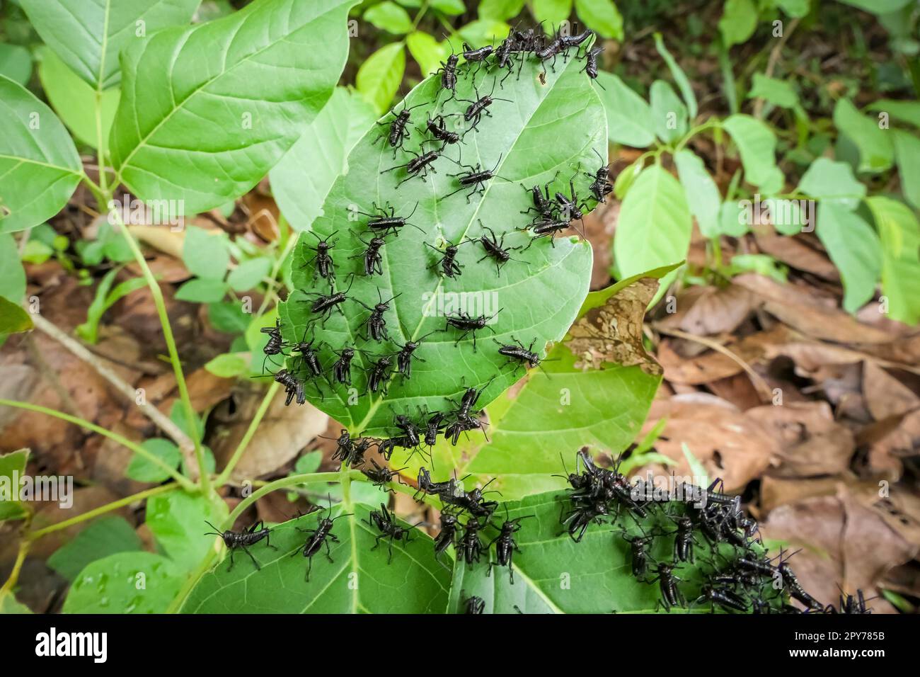 Insects of brazil hi-res stock photography and images - Alamy