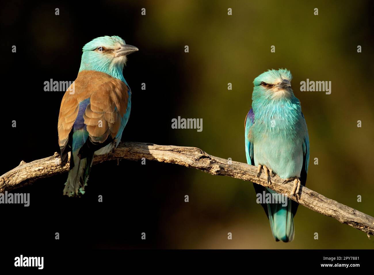 Male and female European roller in the mating season on their favorite ...