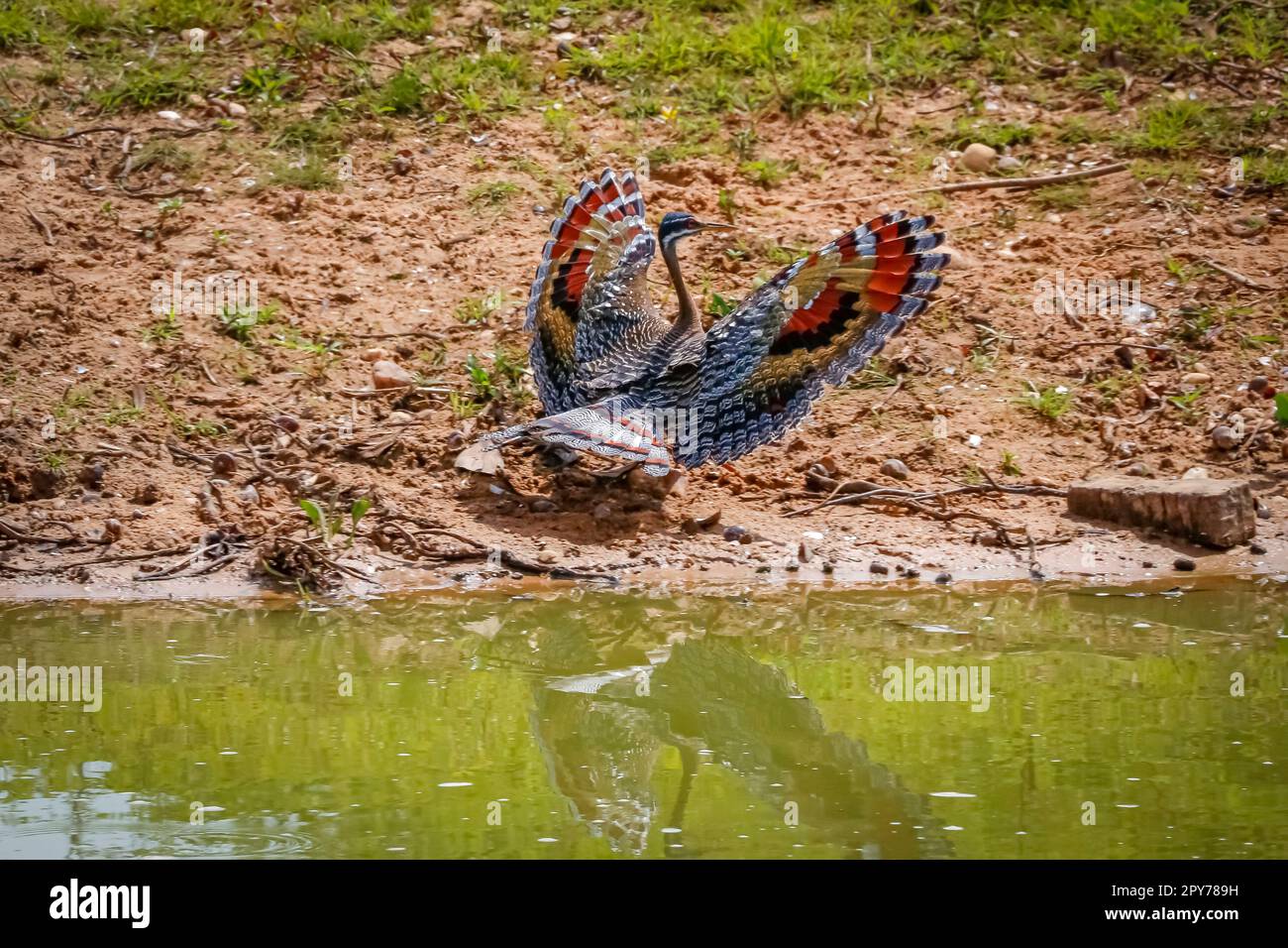 Beautiful Sunbittern spreads its wonderful patterned wings at the sandy ...
