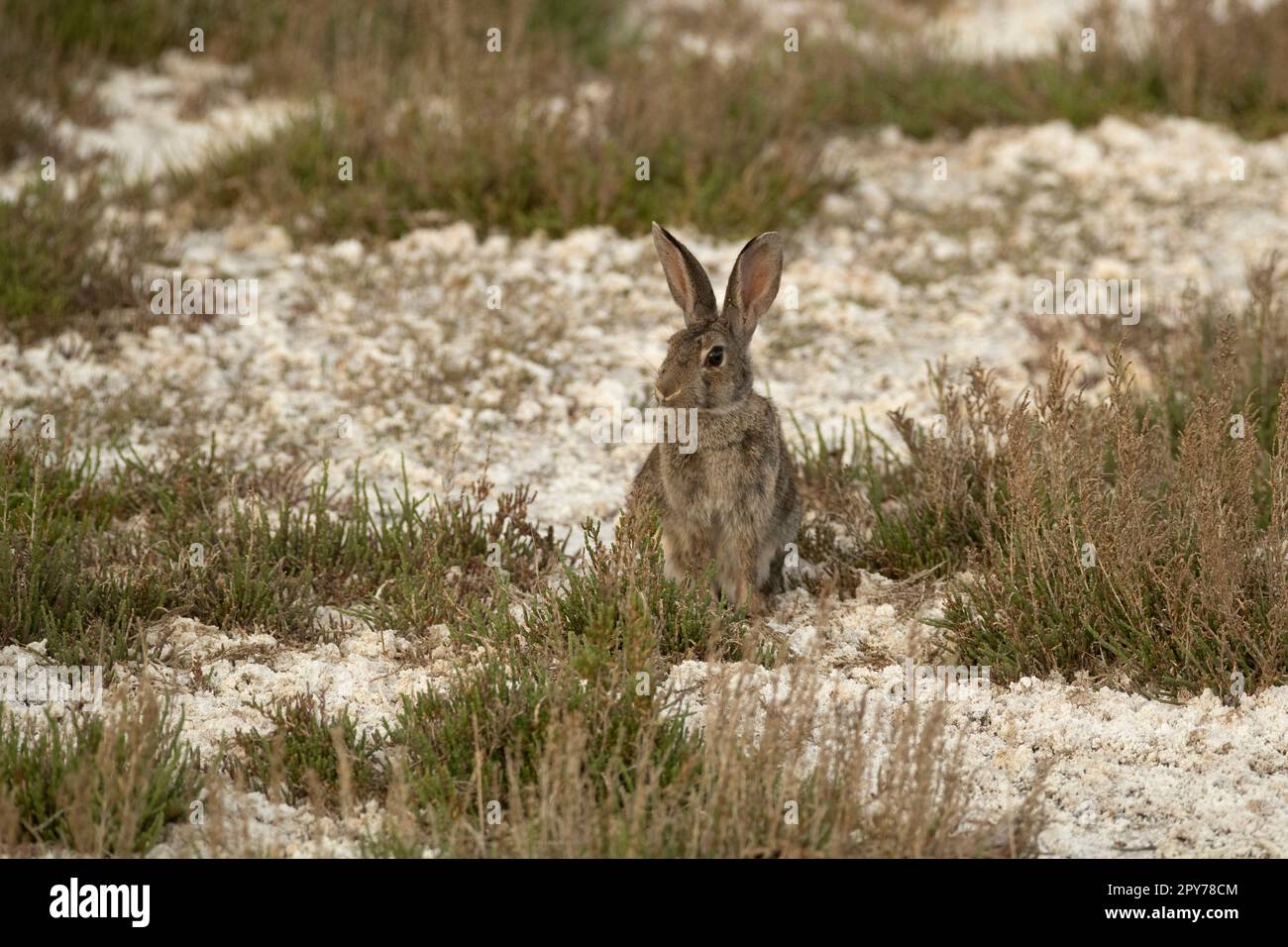 common rabbit eating grass in autumn in an oak forest with the first ...