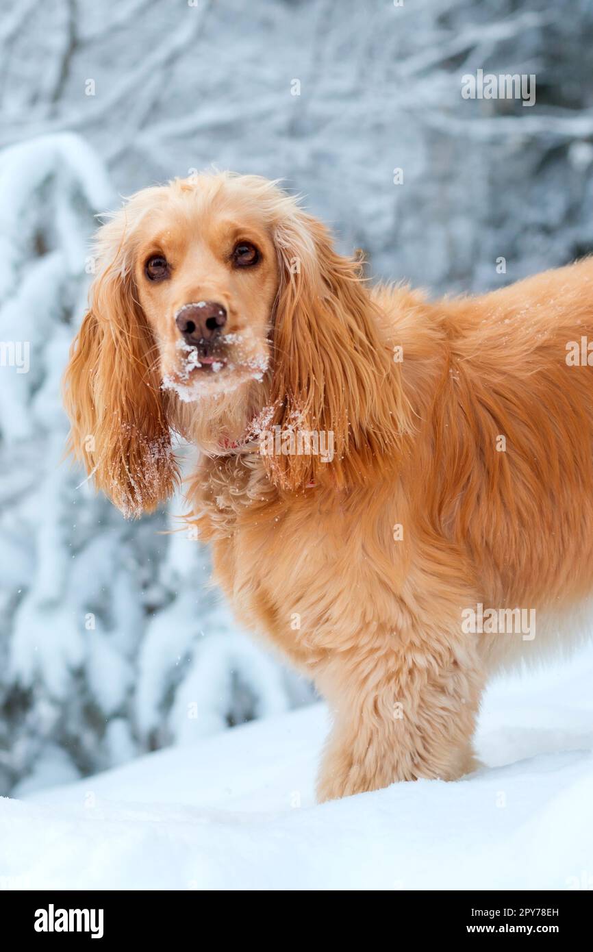 Beautiful english cocker spaniel portrait, standing and looking to ...