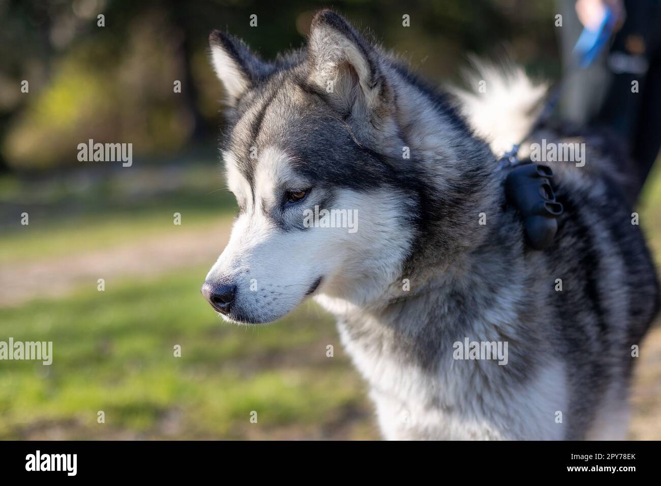 Siberian Husky portrait close-up face with white and gray coat color ...