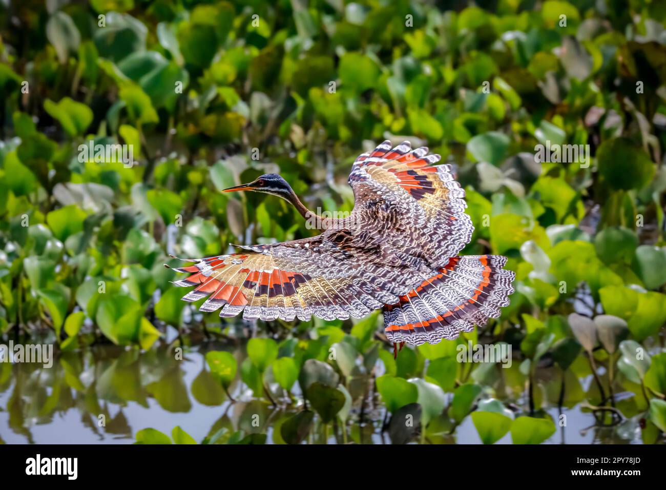 Sunbittern wing hi-res stock photography and images - Alamy