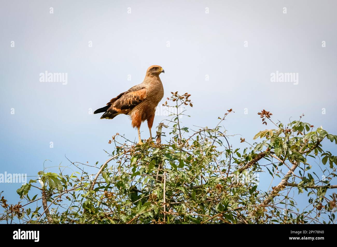 Savanna Hawk perched on top of a green tree against blue sky, Pantanal ...