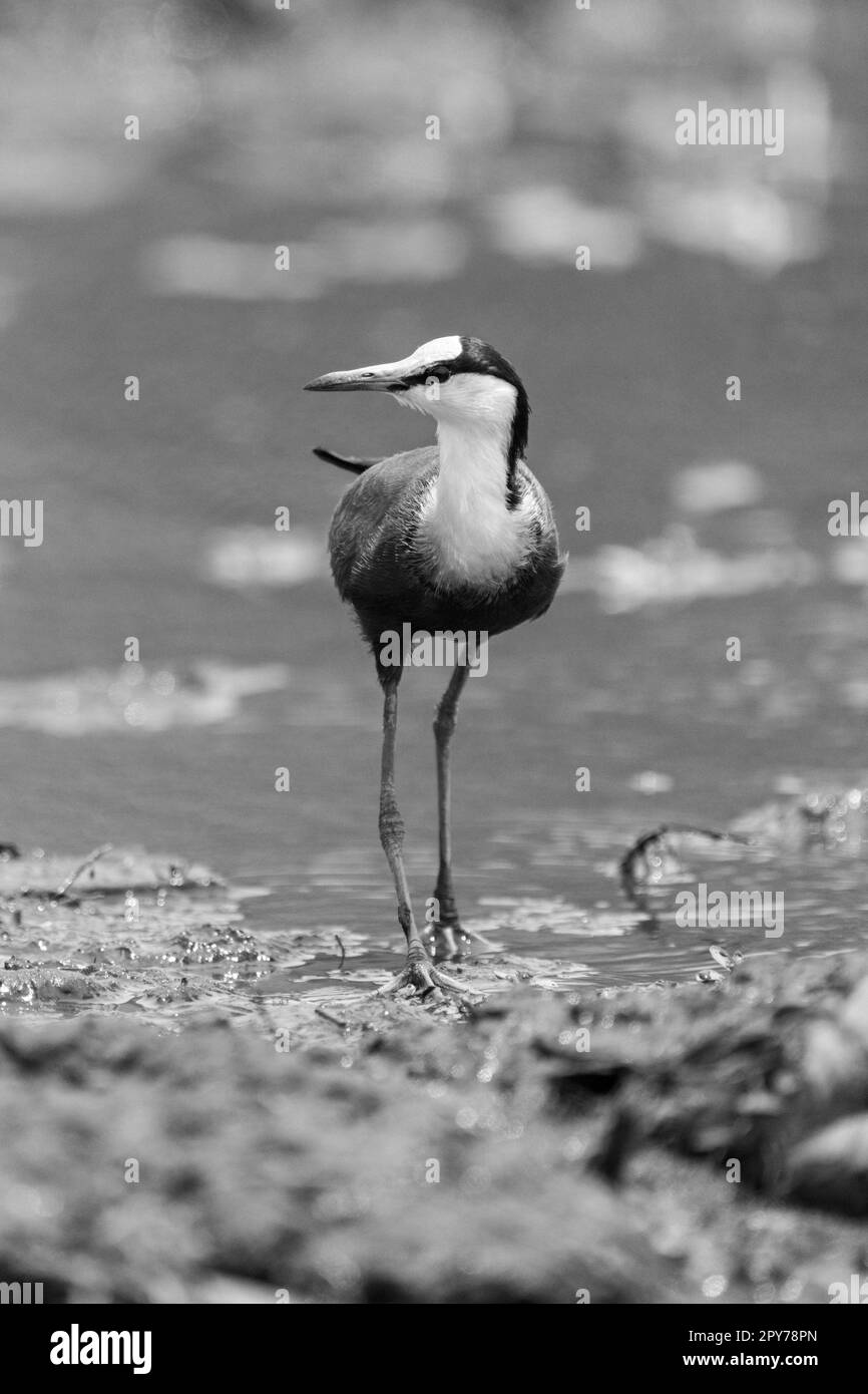 Shallows shallows Black and White Stock Photos & Images - Alamy