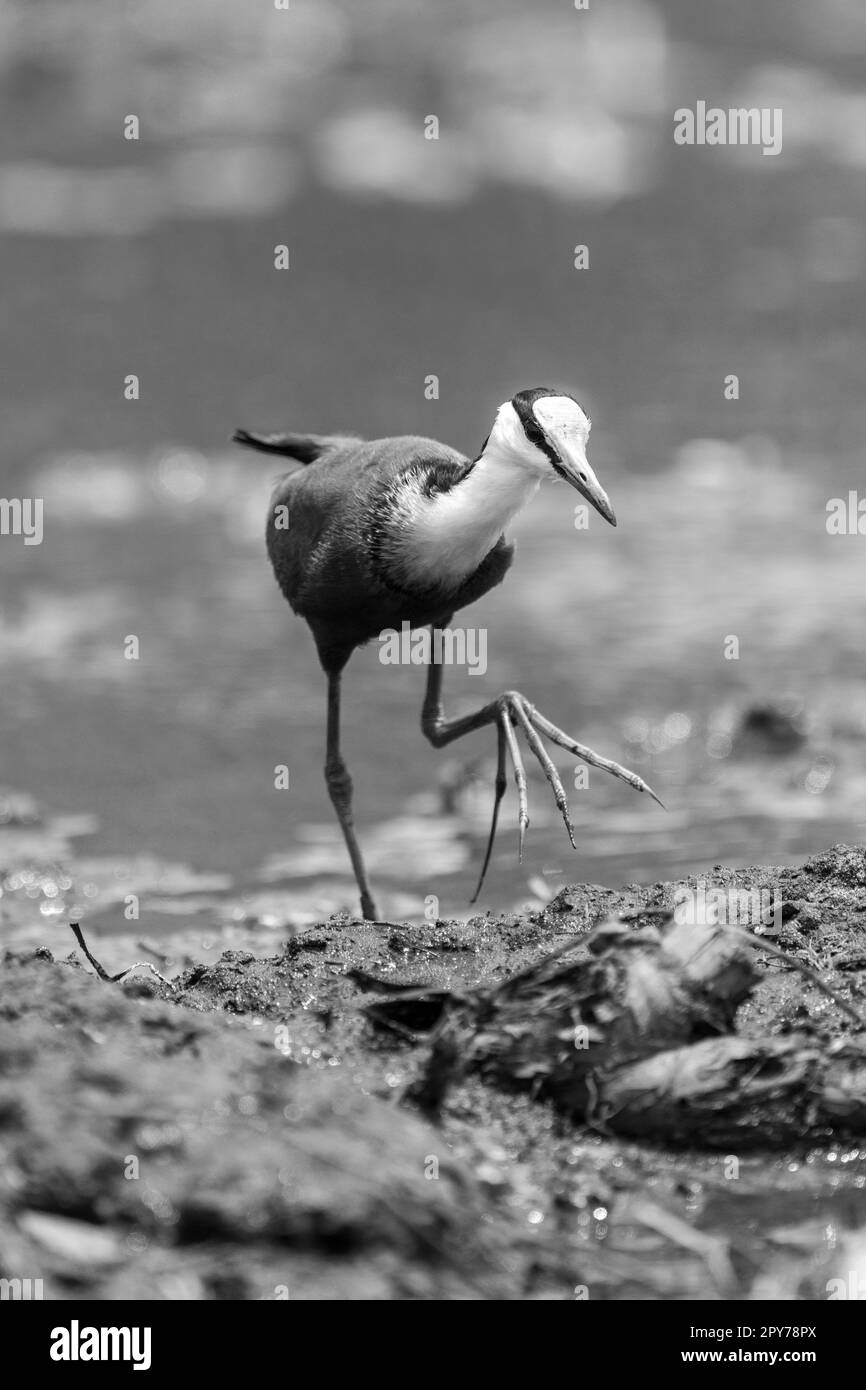 Lily trotter hi-res stock photography and images - Alamy