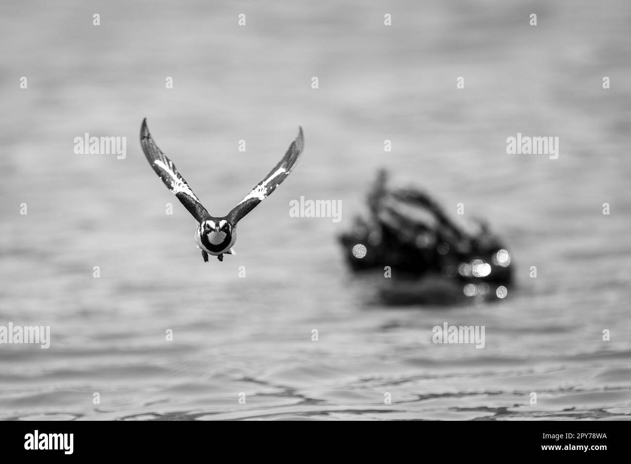 Pied wagtail flying hi-res stock photography and images - Alamy