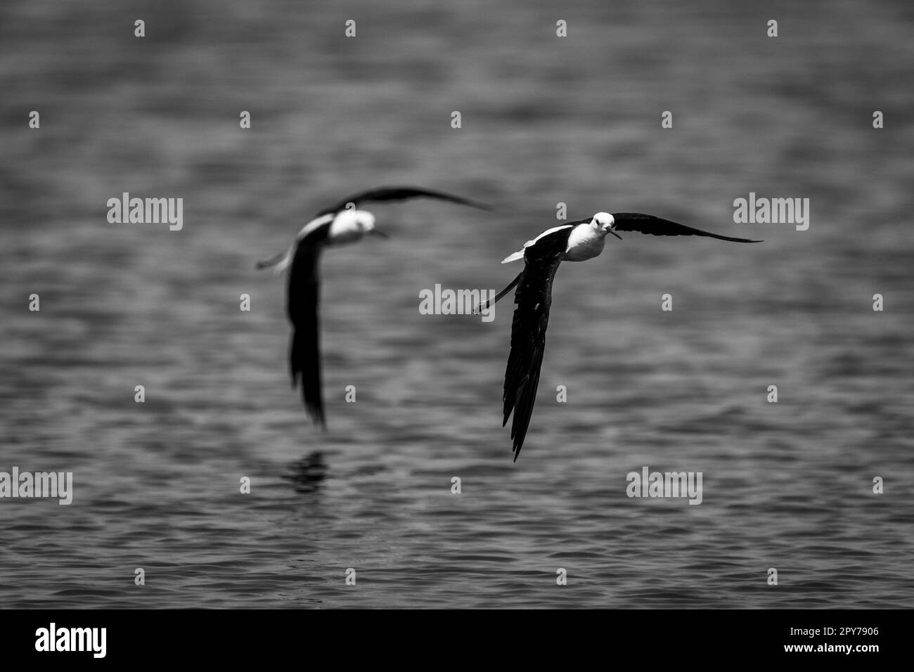 Pair black winged stilts himantopus hi-res stock photography and images - Alamy