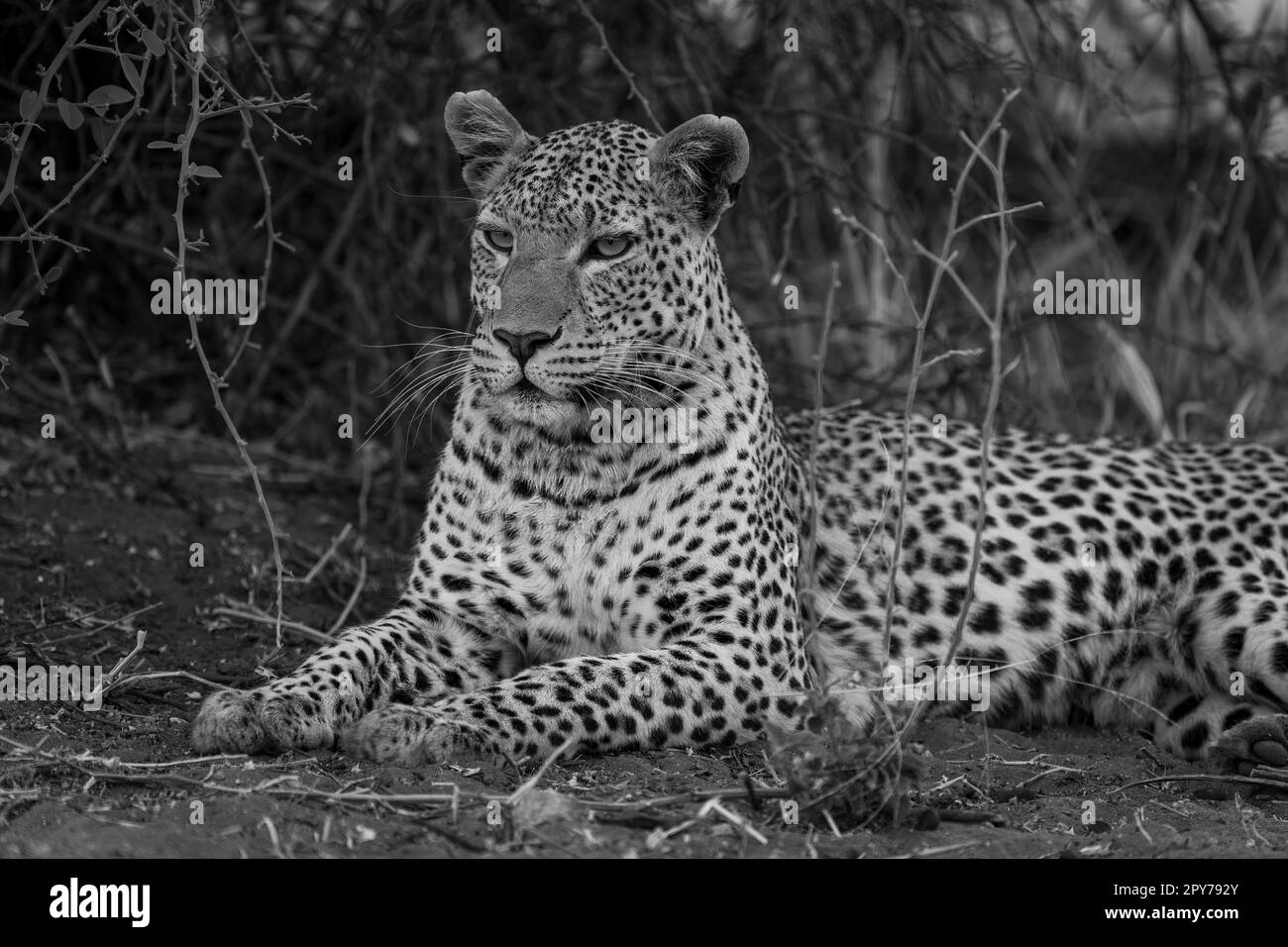 Leopard lying down hi-res stock photography and images - Alamy