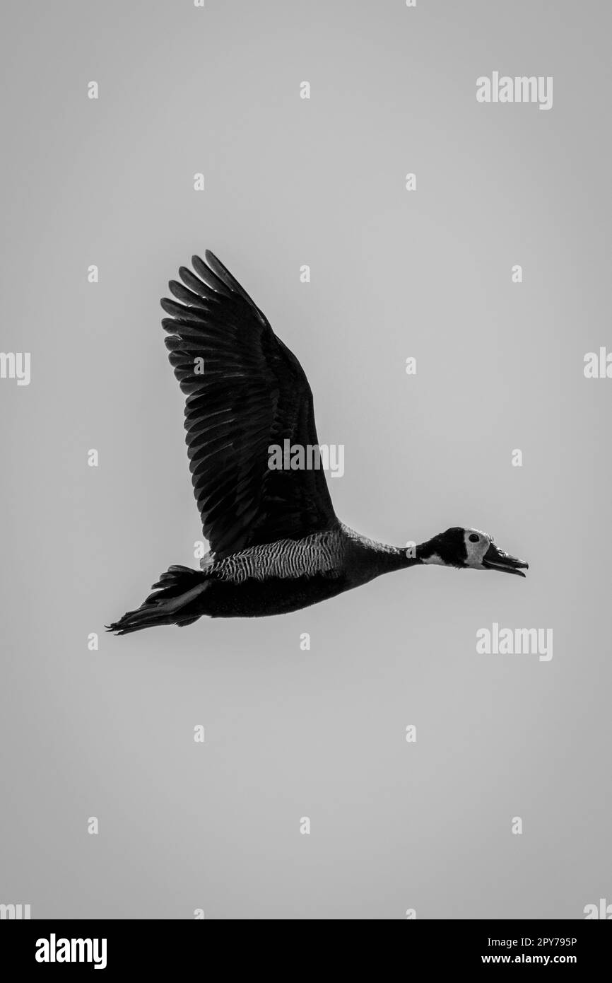Mono white-faced whistling-duck flies with wings raised Stock Photo - Alamy