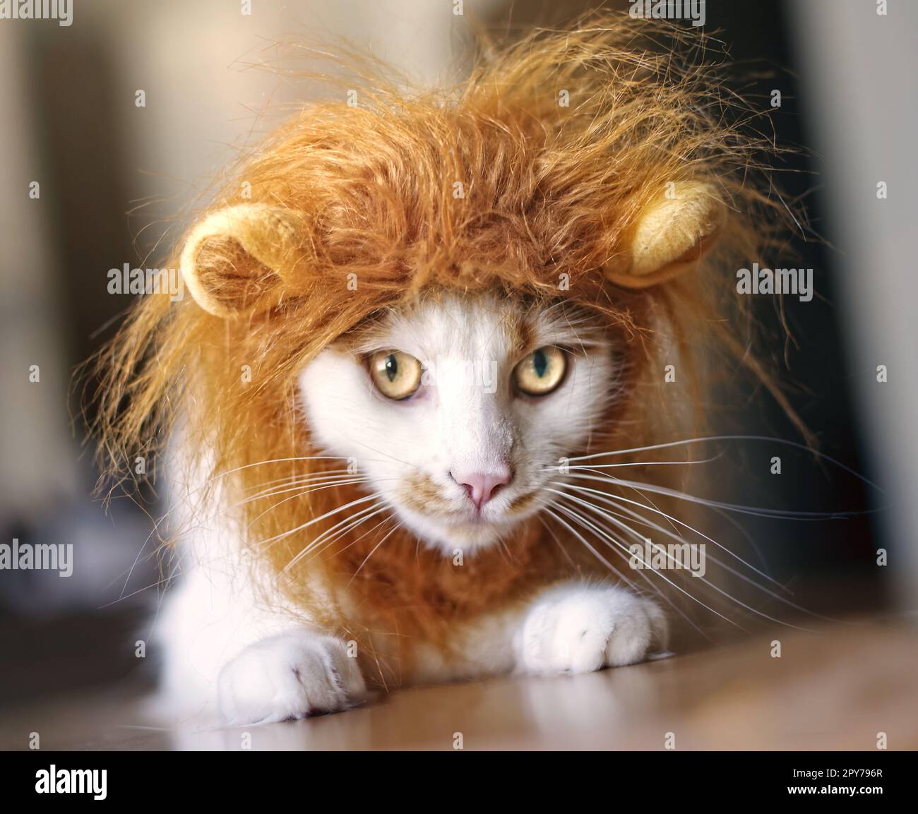 Cute cat dressed up as a lion Stock Photo - Alamy