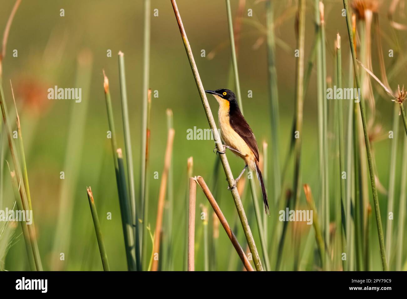 Black-capped Donacobius sitting on a reeds stalk against green ...