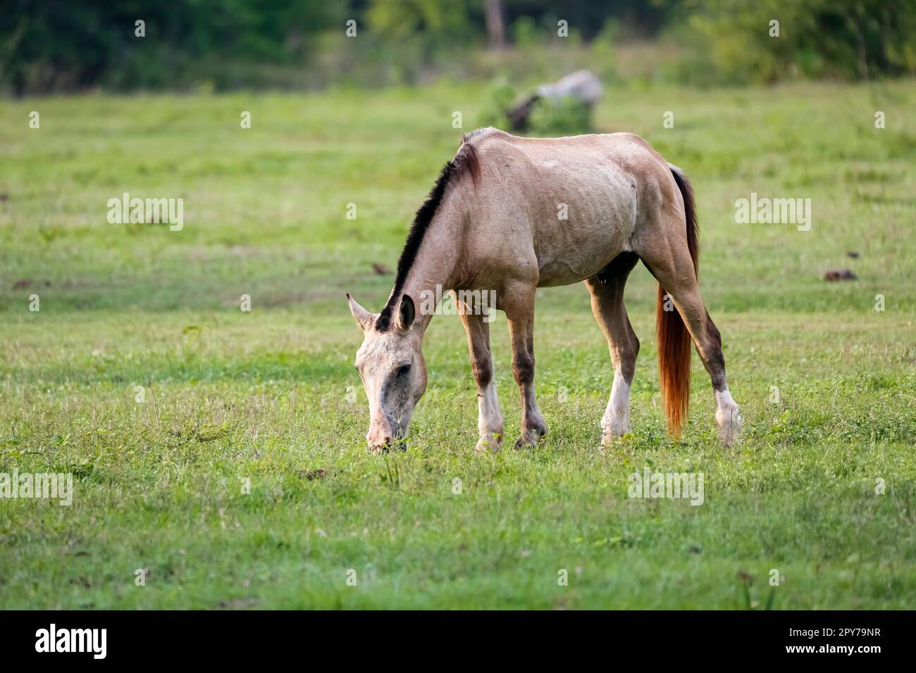 Light-brown Pantanal horse grazing on a green meadow, Pantanal Wetlands ...