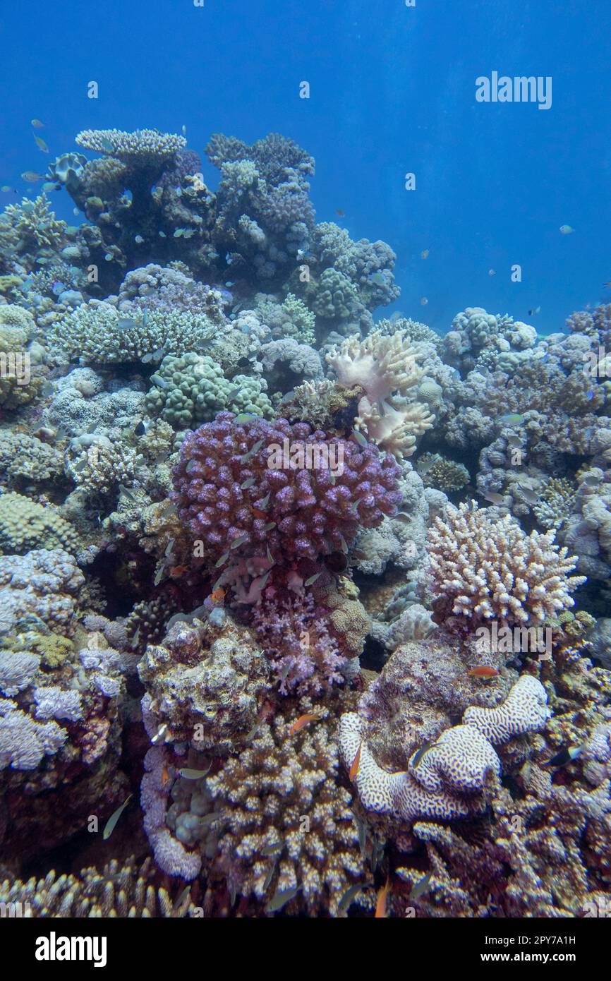 Colorful coral reef at the bottom of tropical sea, hard corals ...