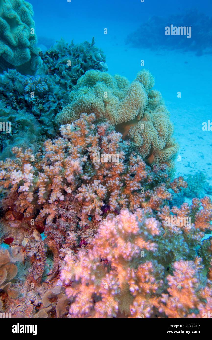 Colorful, picturesque coral reef at sandy bottom of tropical sea, stony ...