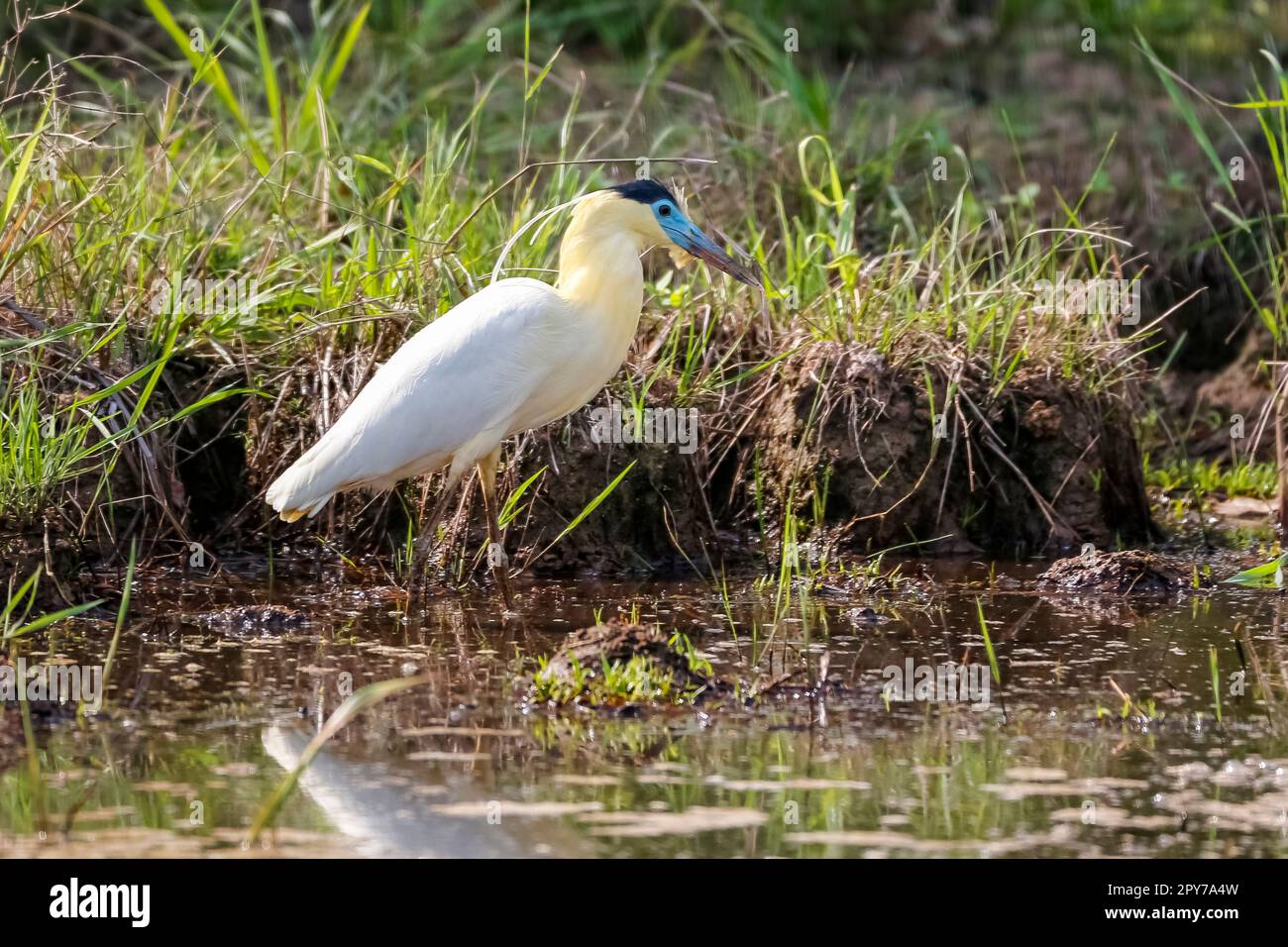 Beautiful Capped Heron foraging at water edge, Pantanal Wetlands, Mato ...