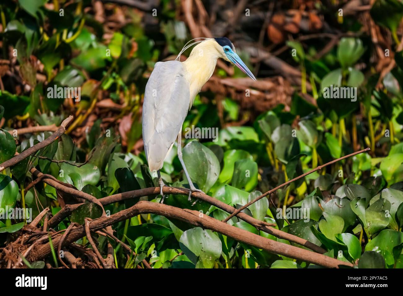 Close-up of a beautiful Capped Heron perched on a branch against ...
