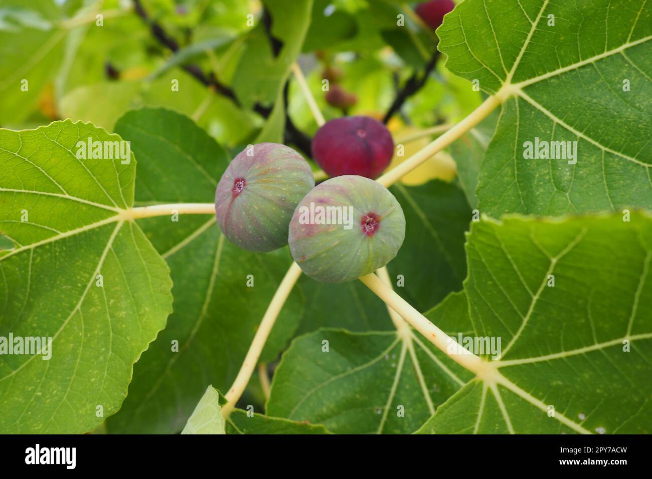 Fig, or fig tree, or common fig tree Ficus carica is a subtropical ...