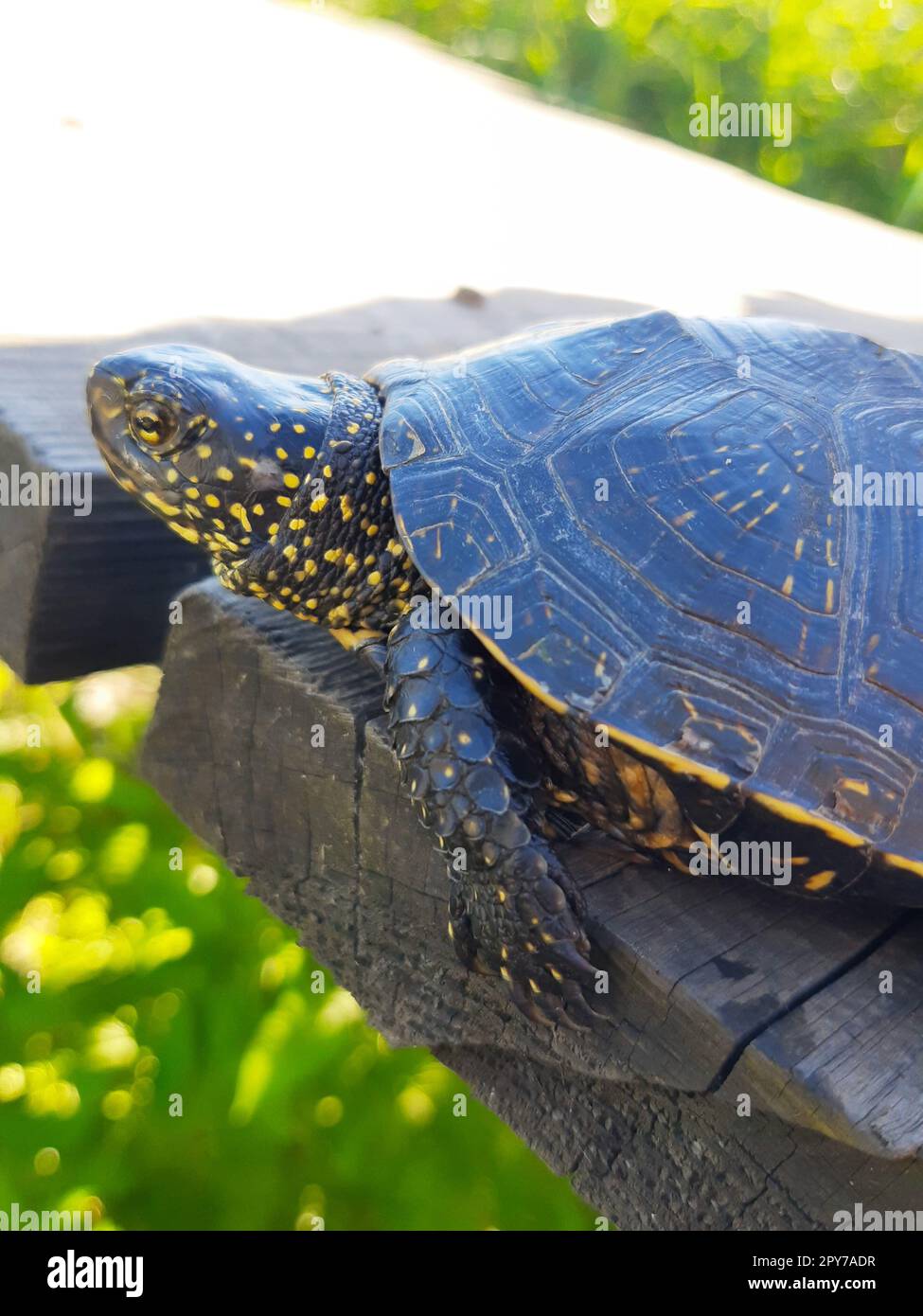 River turtle close-up Stock Photo - Alamy