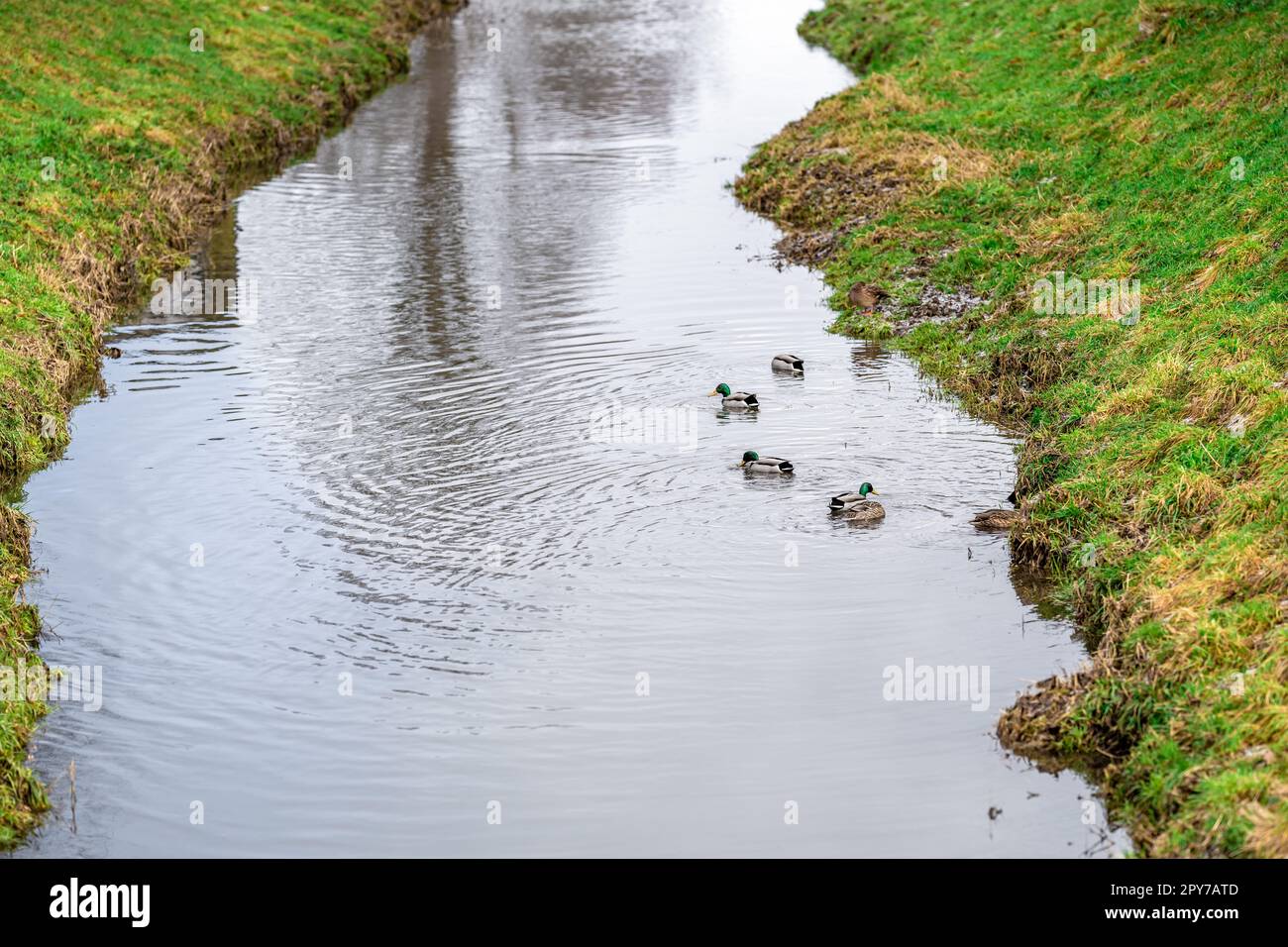 wild ducks in the river Stock Photo - Alamy