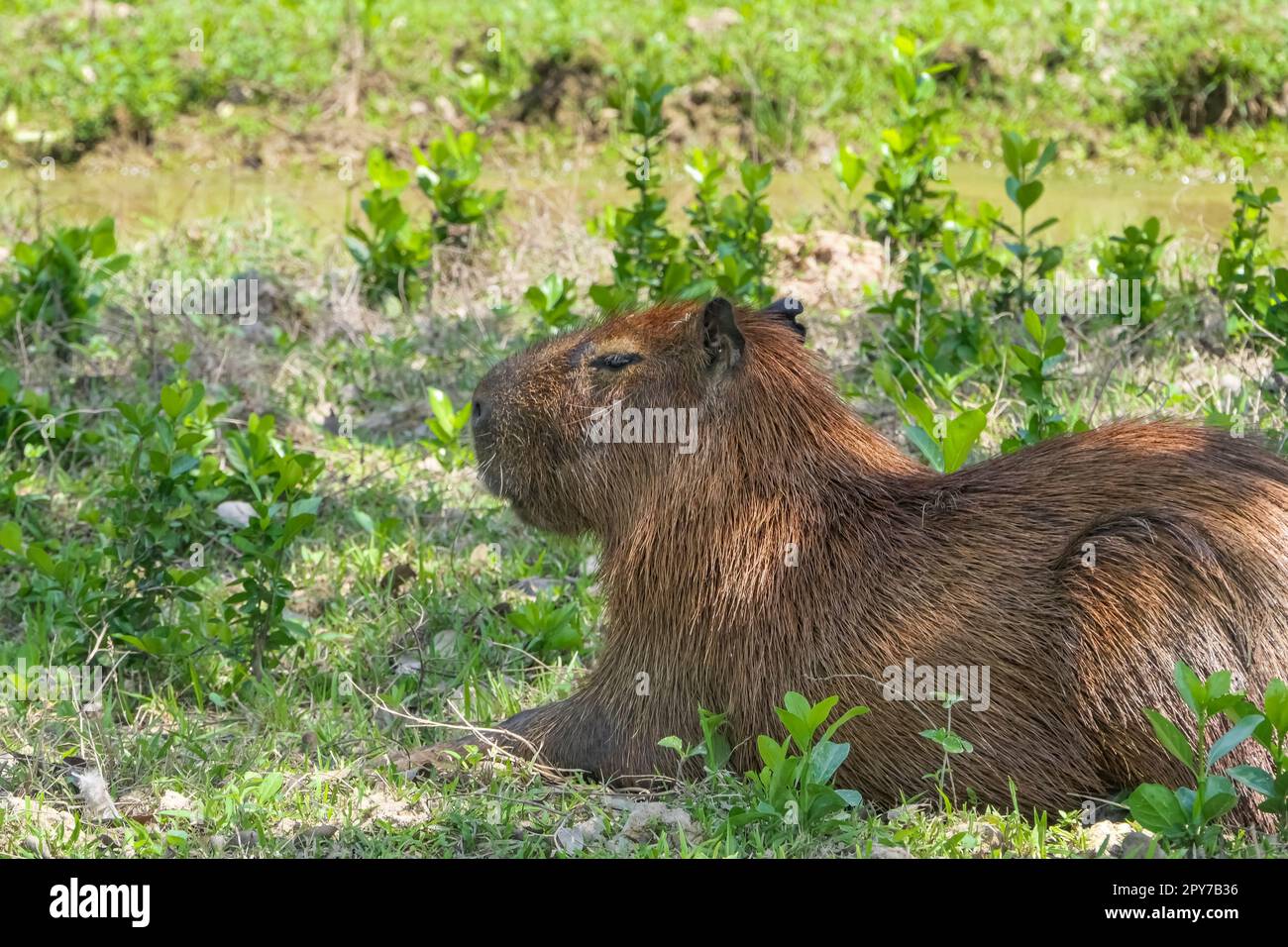 Capybara resting in the shadow on grass, Pantanal Wetlands, Mato Grosso ...