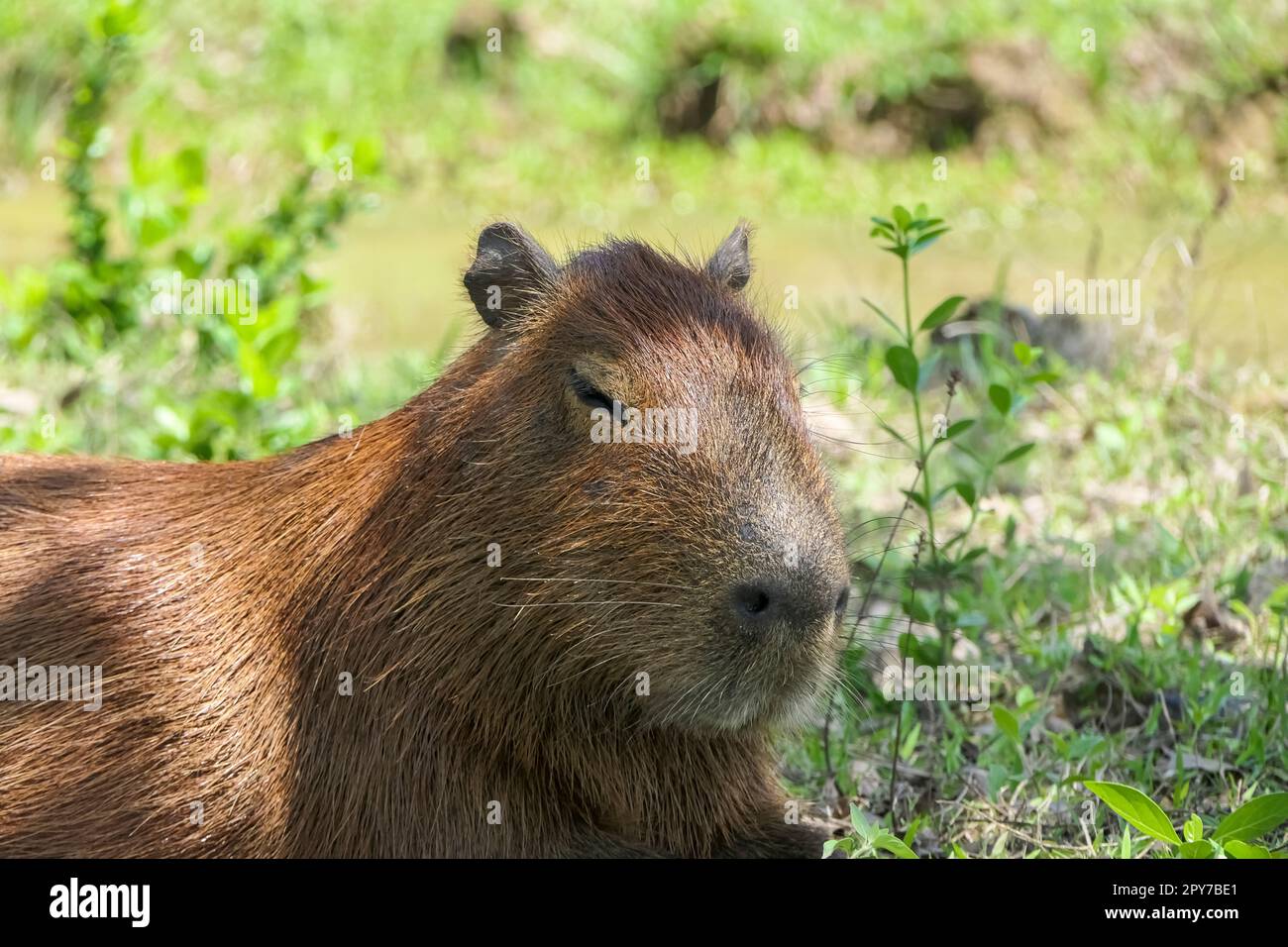 Close-up of a Capybara resting in the shadow on grass, facing camera ...