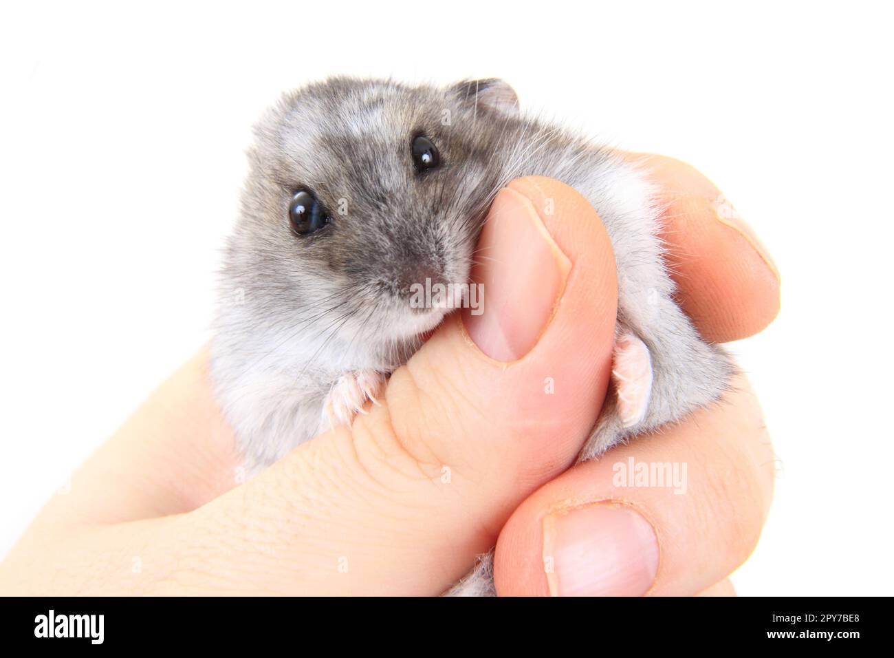 Human hamster hi-res stock photography and images - Alamy